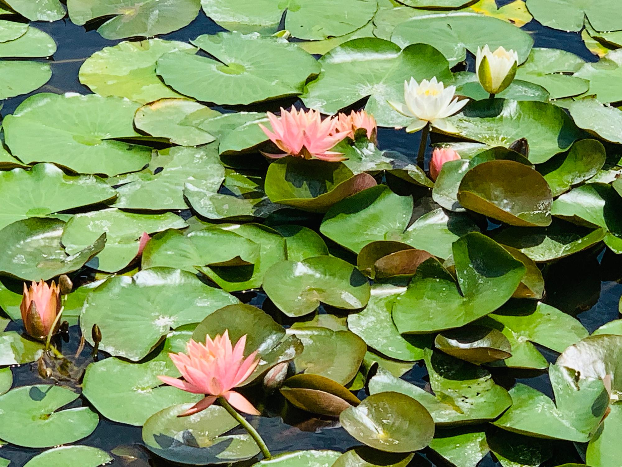 【藤枝市】蓮華寺池公園はフジの花だけじゃない！ 蓮華寺池公園にはたくさんの花が咲いています！（azu） - エキスパート - Yahoo!ニュース