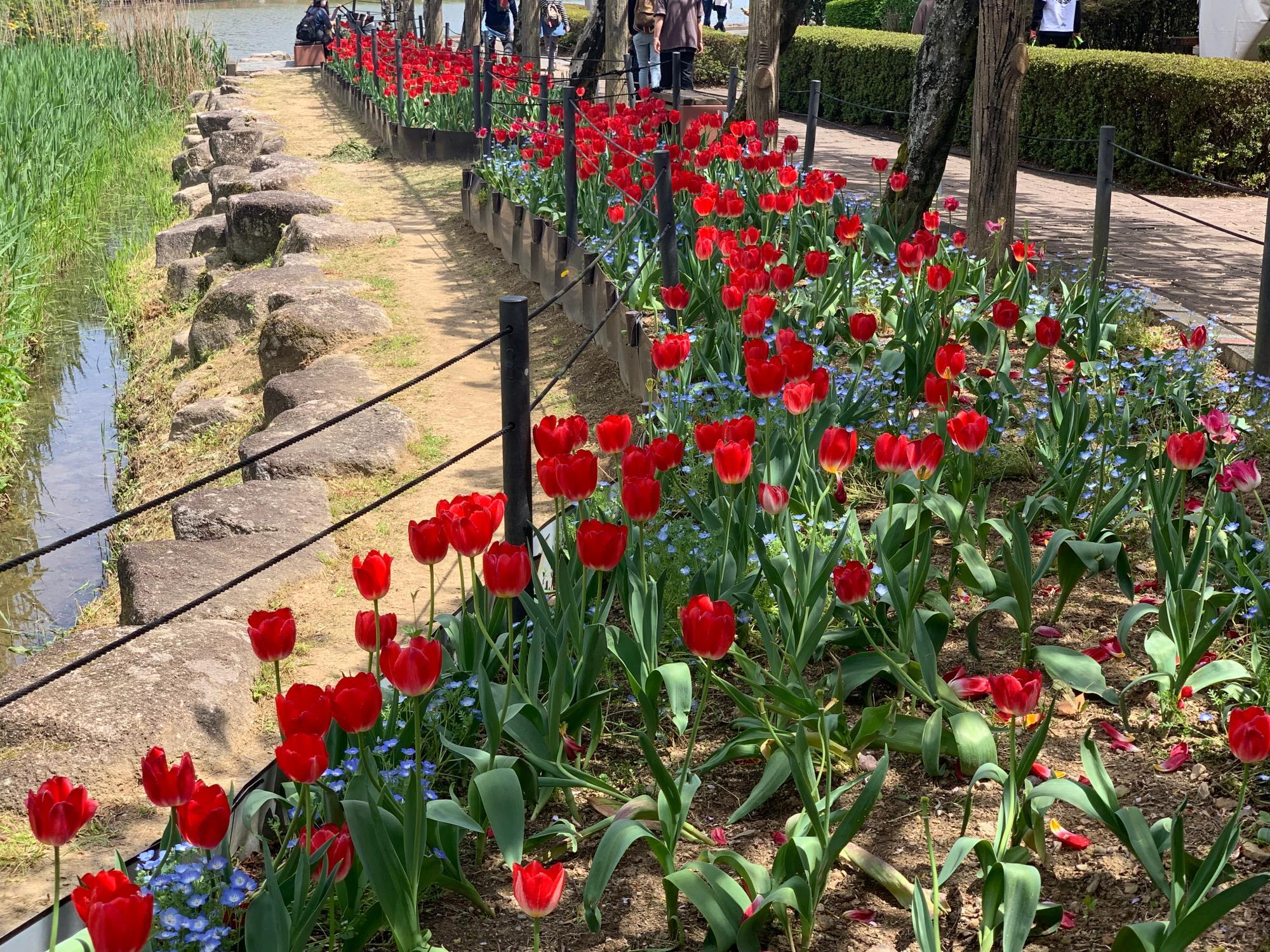 【藤枝市】藤香る藤枝の花絵巻「第42回藤まつり」が蓮華寺池公園で4月19日から開催！（azu） - エキスパート - Yahoo!ニュース