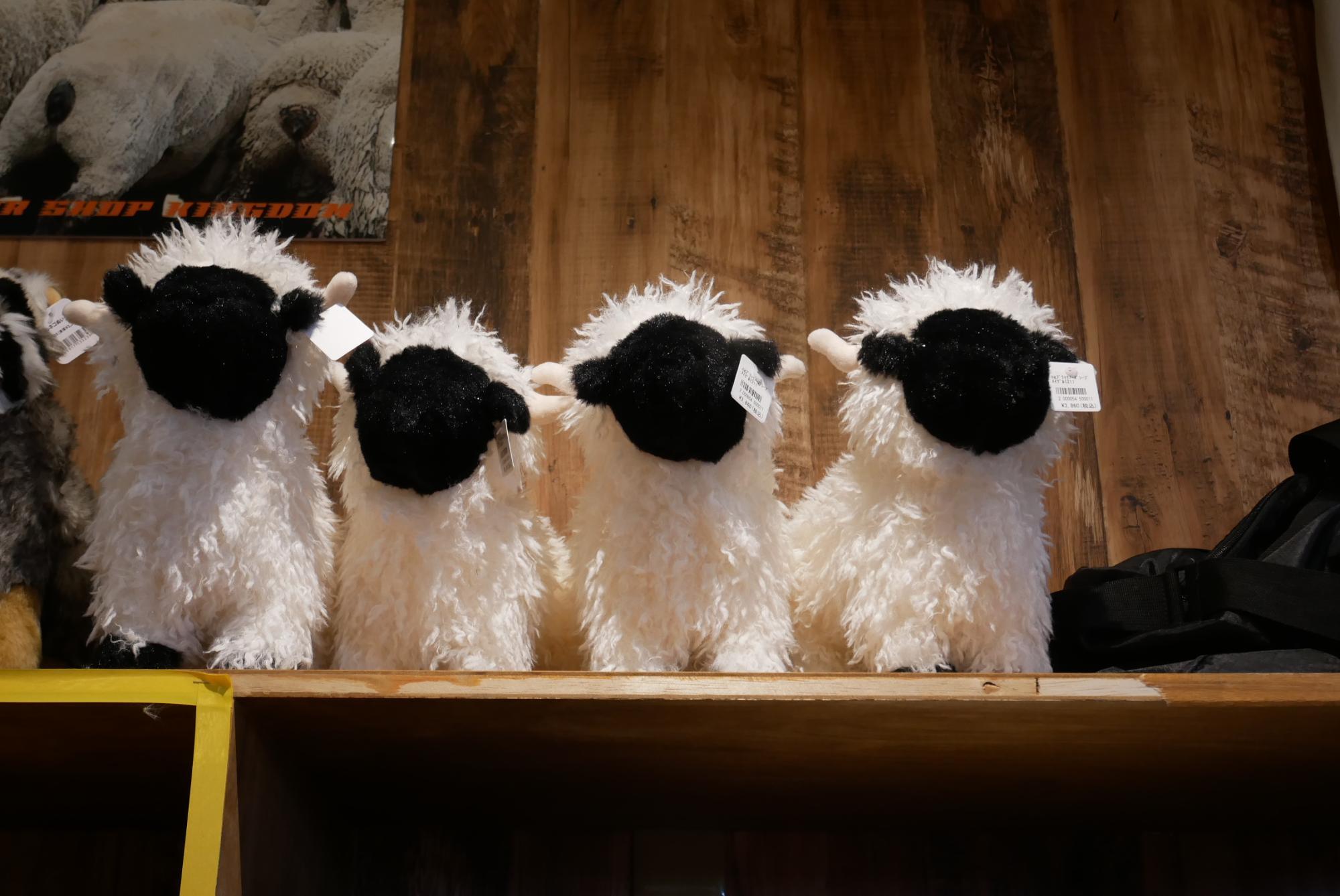 【那須町】那須どうぶつ王国「世界一かわいい羊の赤ちゃん」ヴァレーブラックノーズシーブのサン＆クラン（フルリーナYoc） - エキスパート - Yahoo!ニュース