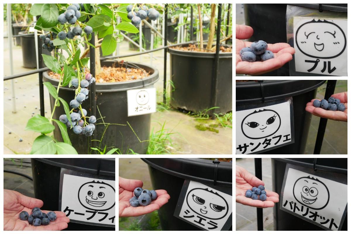 【益子町】至福のブルーベリー狩り！10～15種90分食べ放題＆農園スイーツを楽しむ癒しカフェも！（フルリーナYoc） - エキスパート - Yahoo!ニュース