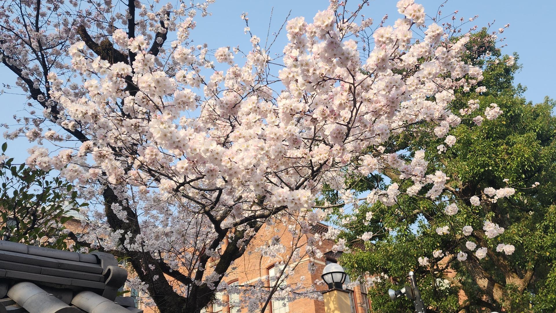 京都市上京区】貴族たちの夢の跡で続々と糸桜やしだれ桜が咲き 京都市上京区】貴族たちの夢の跡で続々と糸桜やしだれ桜が咲き