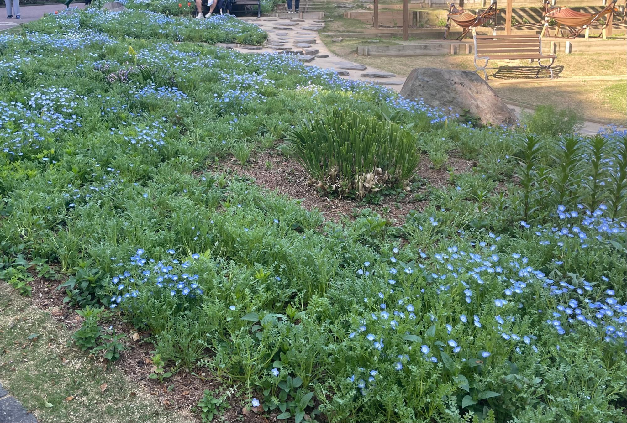 【神戸市】心ときめく春の旅 神戸布引ハーブ園で過ごすネモフィラの絶景と癒しのひととき（Kaia） - エキスパート - Yahoo!ニュース