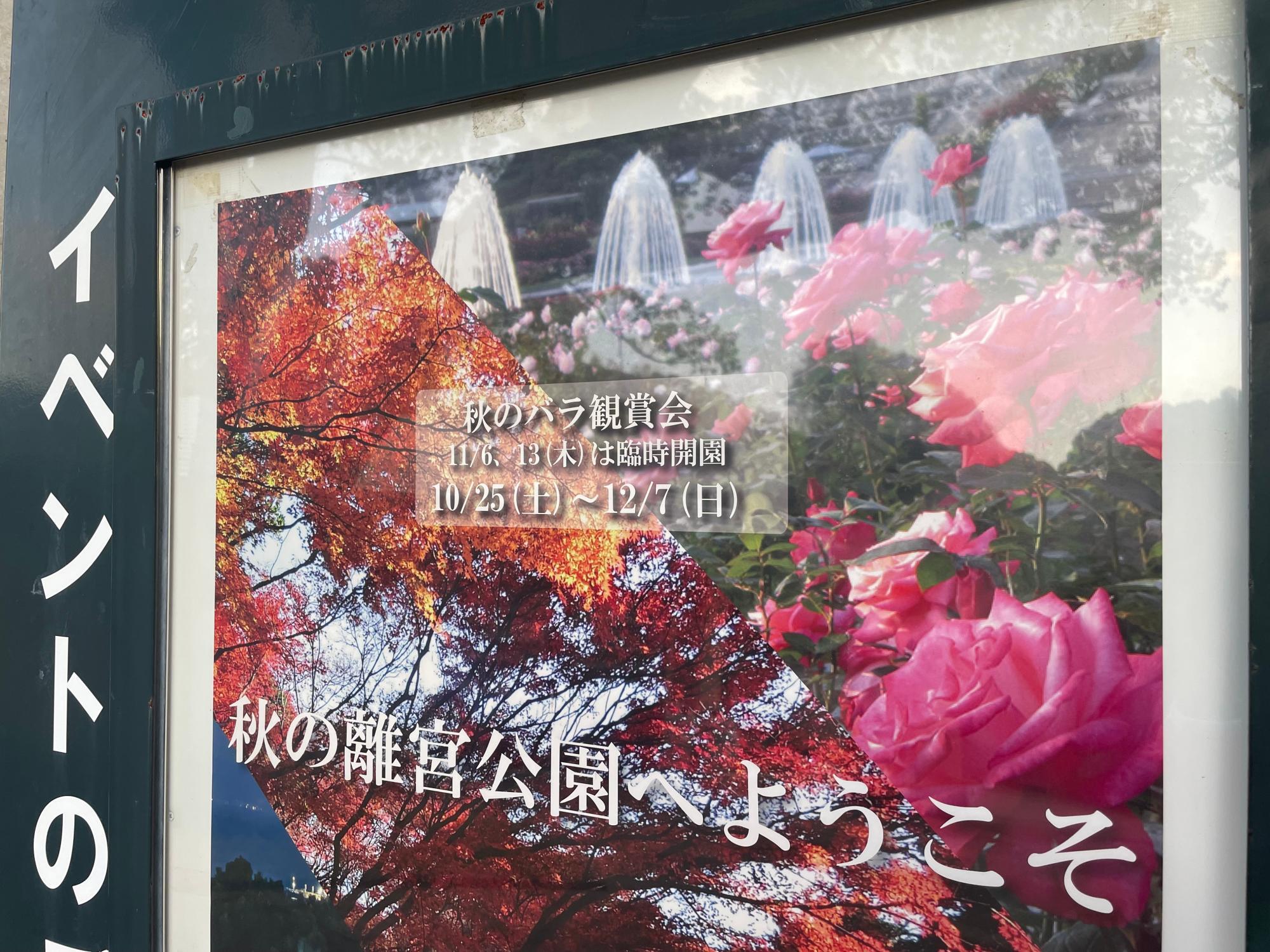 【神戸市】須磨離宮公園で「秋のバラ観賞会」開催中 寒暖差が生む深い花色がまもなく見ごろへ（Kaia） - エキスパート - Yahoo!ニュース