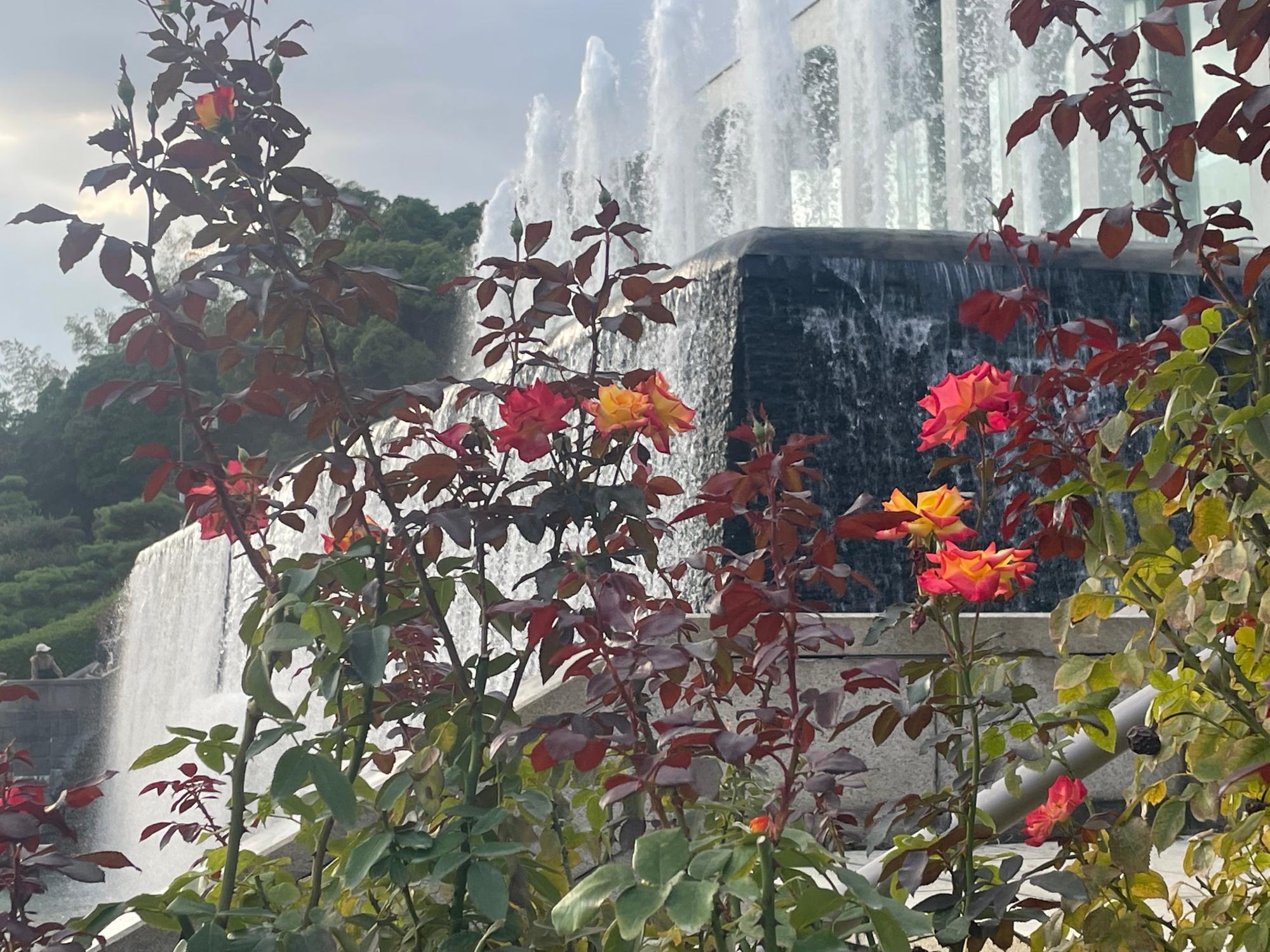 【神戸市】須磨離宮公園で「秋のバラ観賞会」開催中 寒暖差が生む深い花色がまもなく見ごろへ（Kaia） - エキスパート - Yahoo!ニュース