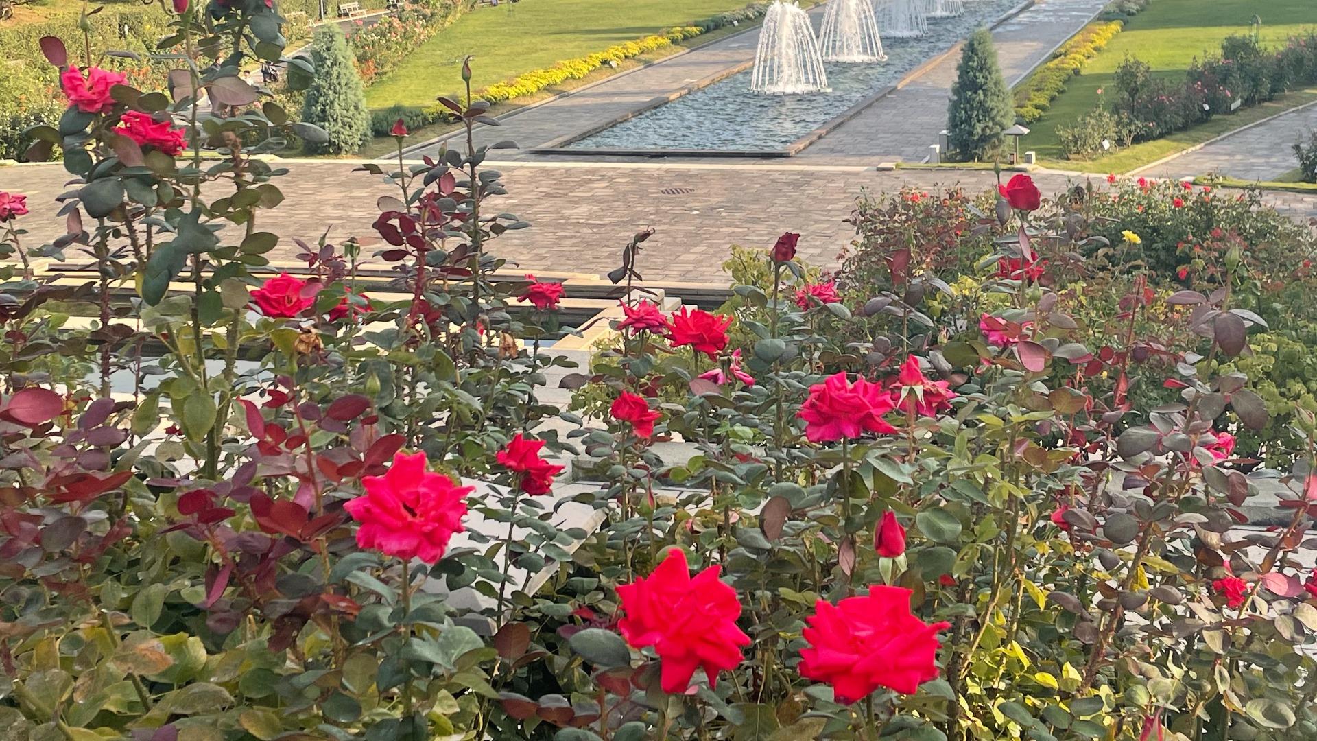 【神戸市】須磨離宮公園で「秋のバラ観賞会」開催中 寒暖差が生む深い花色がまもなく見ごろへ（Kaia） - エキスパート - Yahoo!ニュース