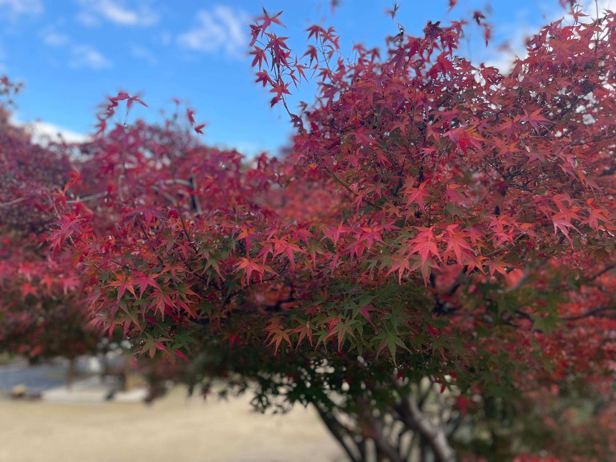 【神戸市】須磨離宮公園 昼は深紅のもみじ、夜は幻想イルミネーション「ルミエール2025」開催中（Kaia） - エキスパート - Yahoo!ニュース