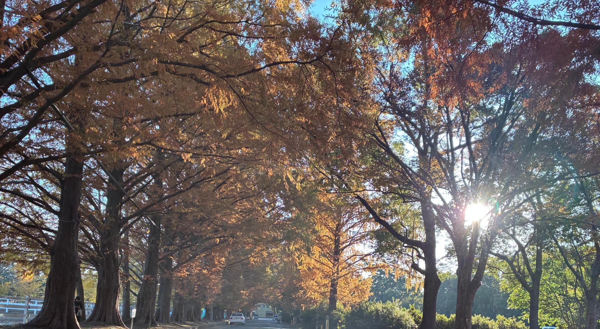【豊橋市】朝焼けに染まる黄金色！高師緑地「針葉樹の紅葉」が生み出す絶景。（kanon） - エキスパート - Yahoo!ニュース