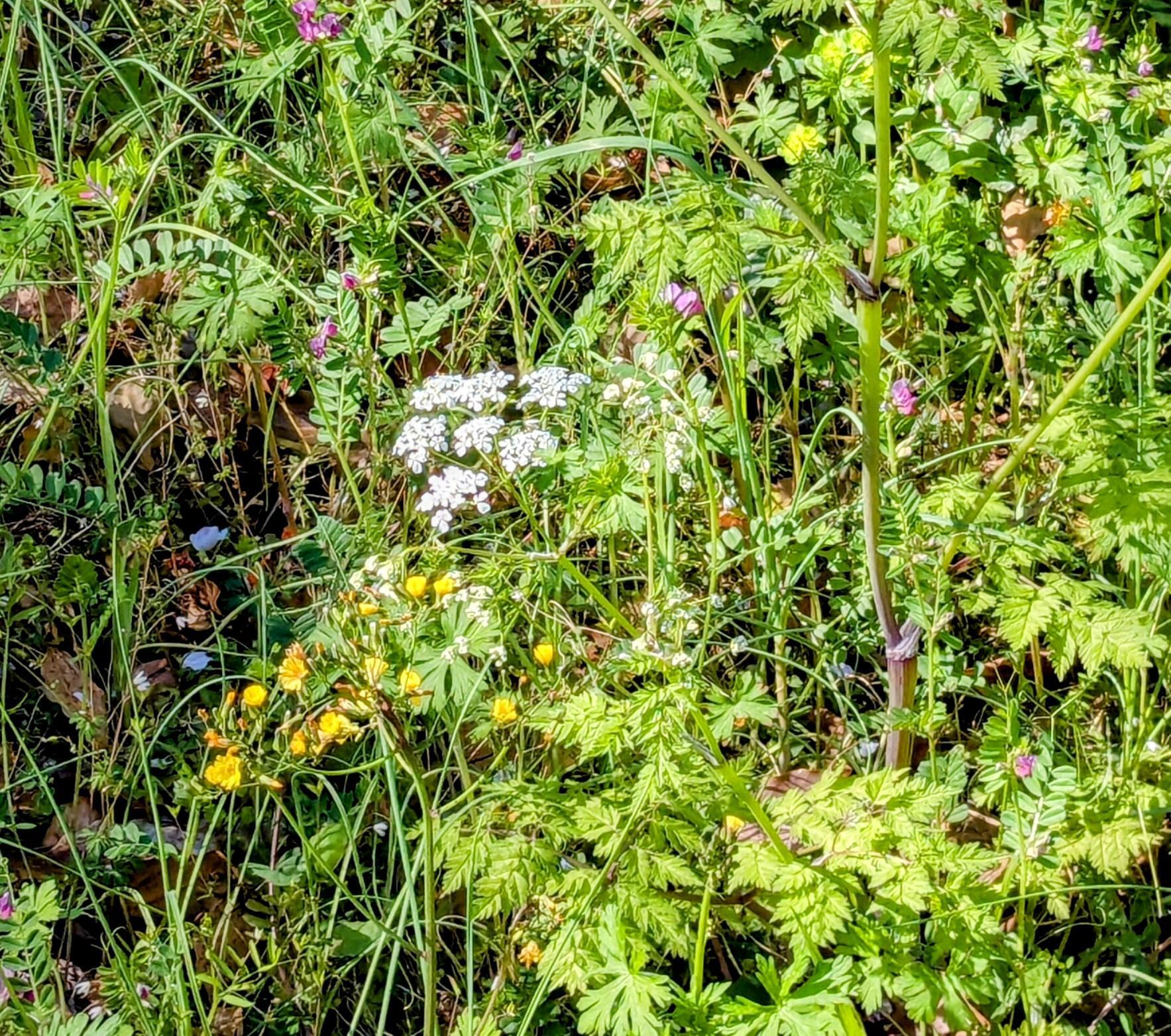 【宗像市】見逃せない春の風物詩♫桜公園で体験する一期一会の桜吹雪！行く春を惜しみつつ楽しみました。（kekko） - エキスパート - Yahoo!ニュース