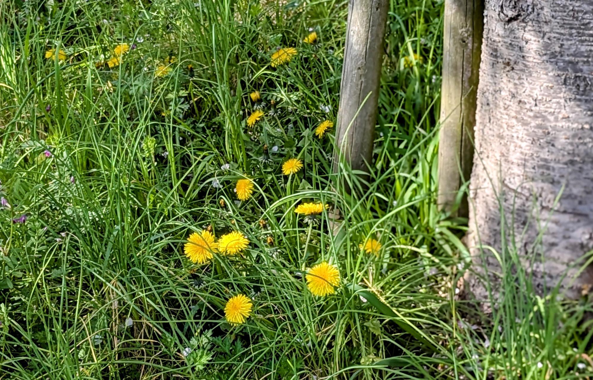【宗像市】見逃せない春の風物詩♫桜公園で体験する一期一会の桜吹雪！行く春を惜しみつつ楽しみました。（kekko） - エキスパート - Yahoo!ニュース
