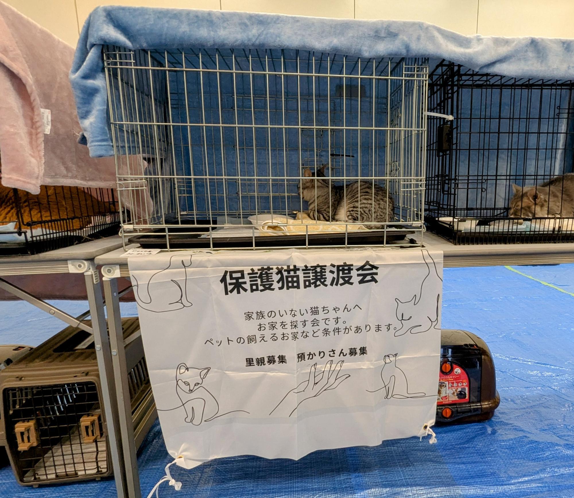 【宗像市】保護猫支援NPO「猫つくし」♫永年預かりシステム実施で高齢化社会と地域猫の課題に取り組む！（kekko） - エキスパート - Yahoo!ニュース