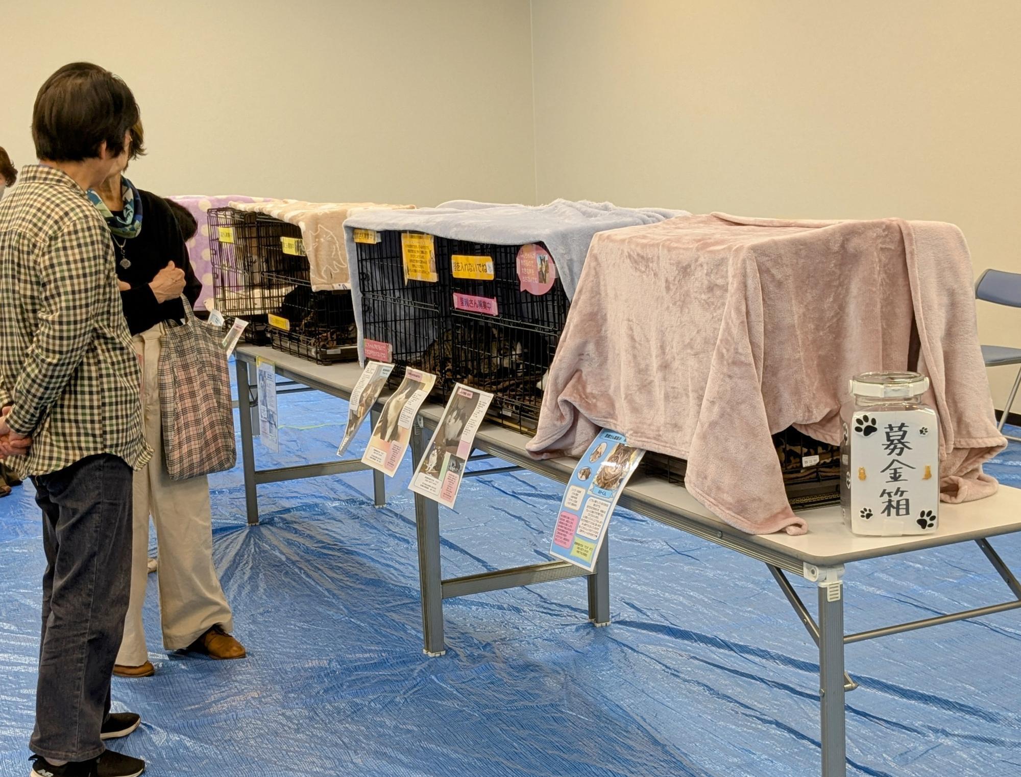 【宗像市】保護猫支援NPO「猫つくし」♫永年預かりシステム実施で高齢化社会と地域猫の課題に取り組む！（kekko） - エキスパート - Yahoo!ニュース