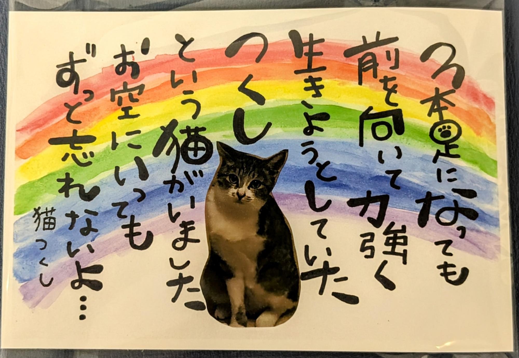 【宗像市】保護猫支援NPO「猫つくし」♫永年預かりシステム実施で高齢化社会と地域猫の課題に取り組む！（kekko） - エキスパート - Yahoo!ニュース