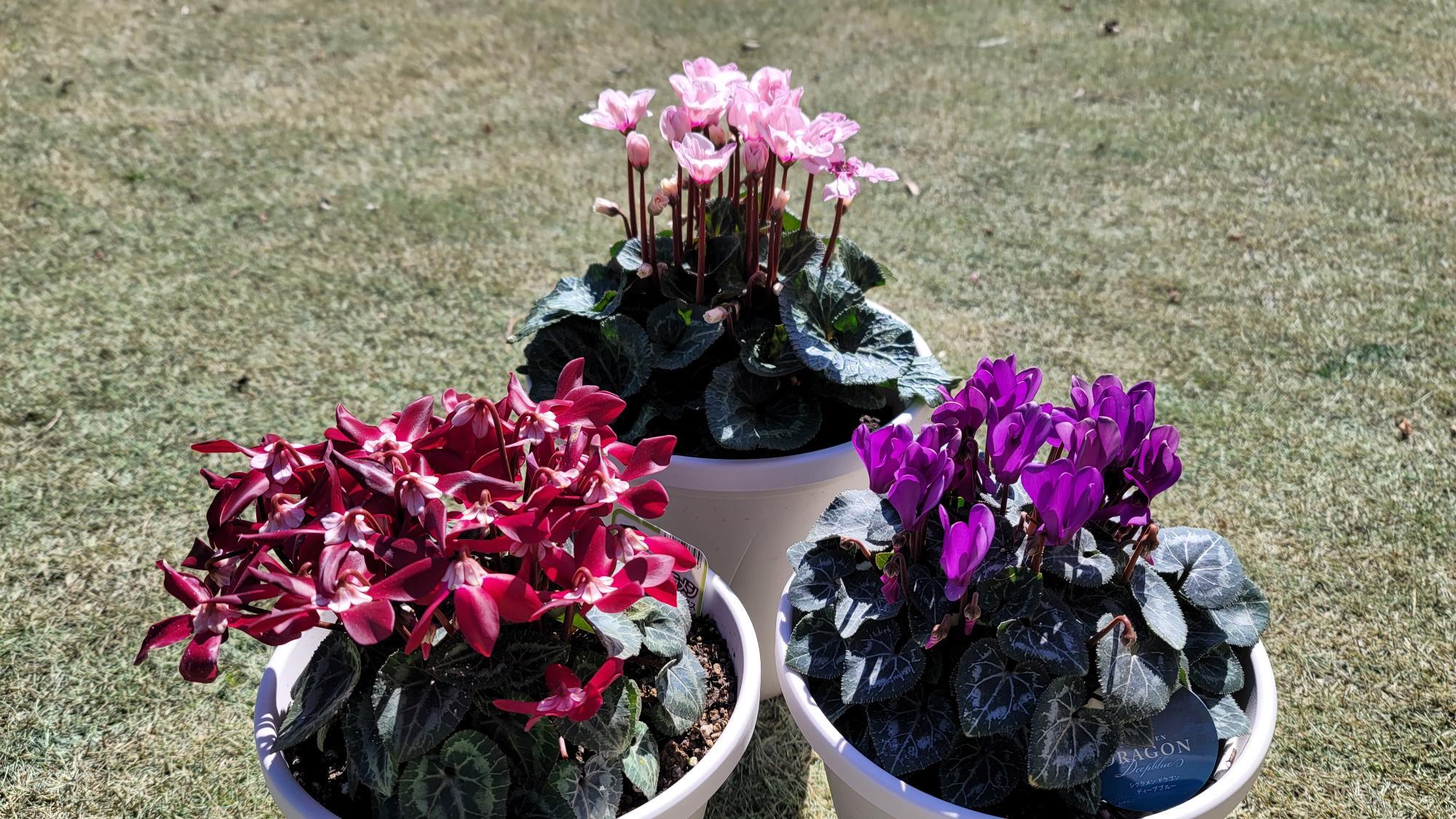 【ガーデニング】シクラメンの常識を覆す変わり種2選【コレは凄いよ！植えてみれば驚きが待っています】（mappysgarden） - エキスパート - Yahoo!ニュース