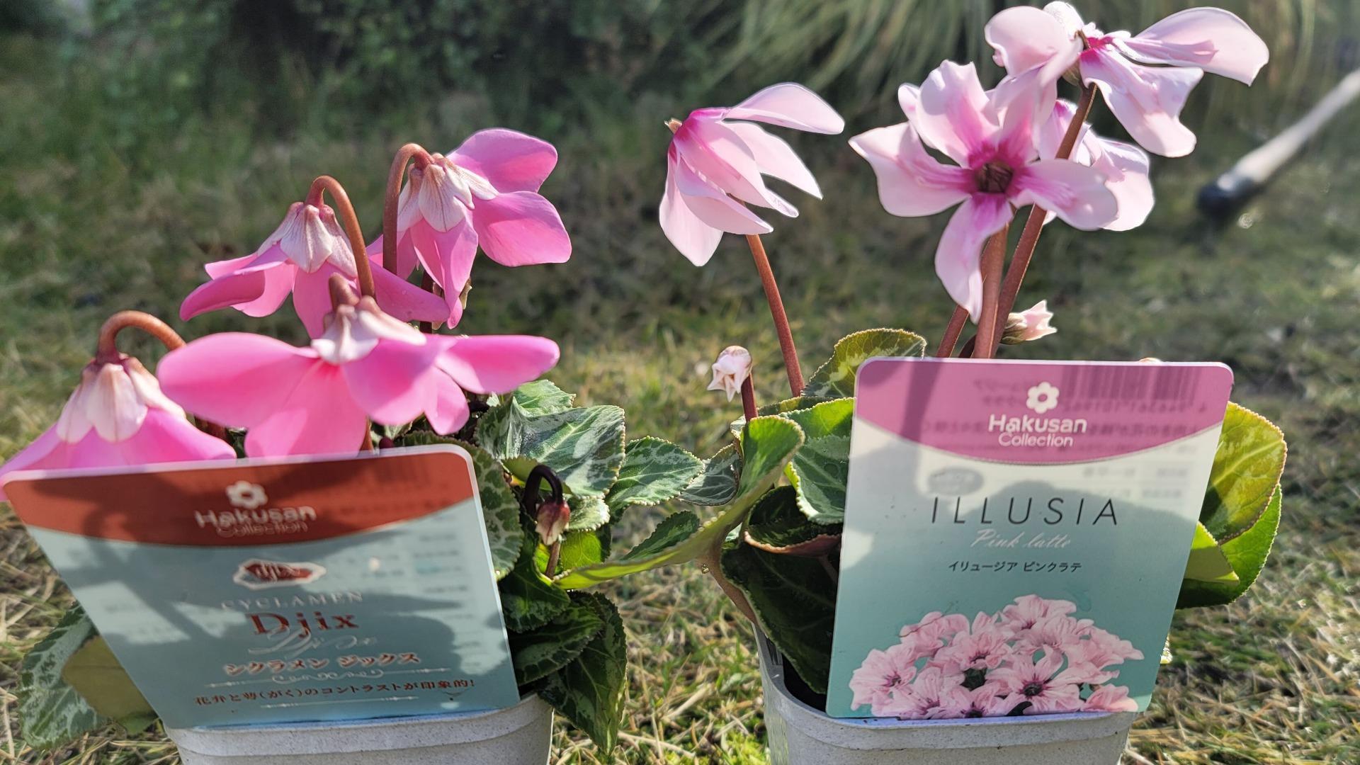 【ガーデニング】シクラメンの常識を覆す変わり種2選【コレは凄いよ！植えてみれば驚きが待っています】（mappysgarden） - エキスパート - Yahoo!ニュース