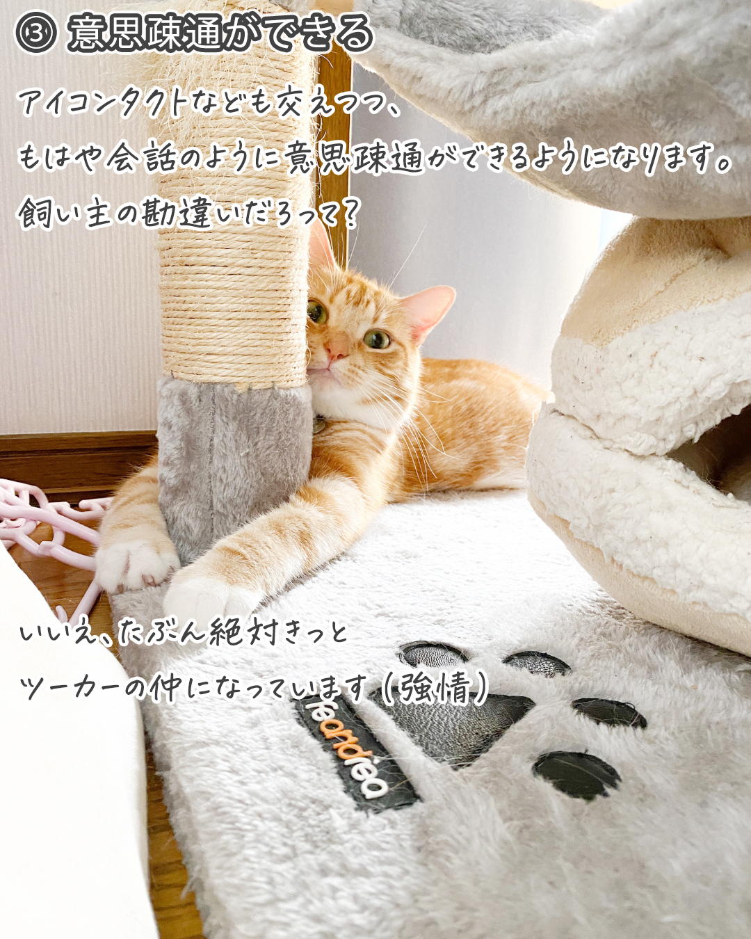 【驚愕】たくさん話しかけられて育った猫はこうなります｜あなたの猫ちゃんはどう？（ねこぞー） エキスパート Yahoo ニュース
