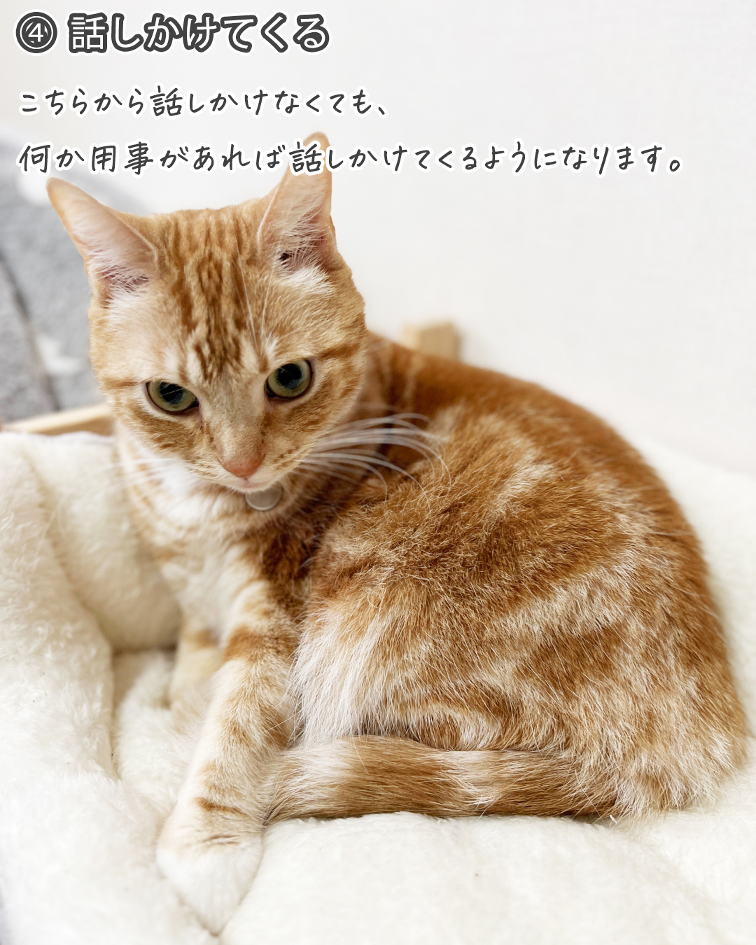 【驚愕】たくさん話しかけられて育った猫はこうなります|あなたの猫ちゃんはどう?(ねこぞー) エキスパート Yahoo ニュース