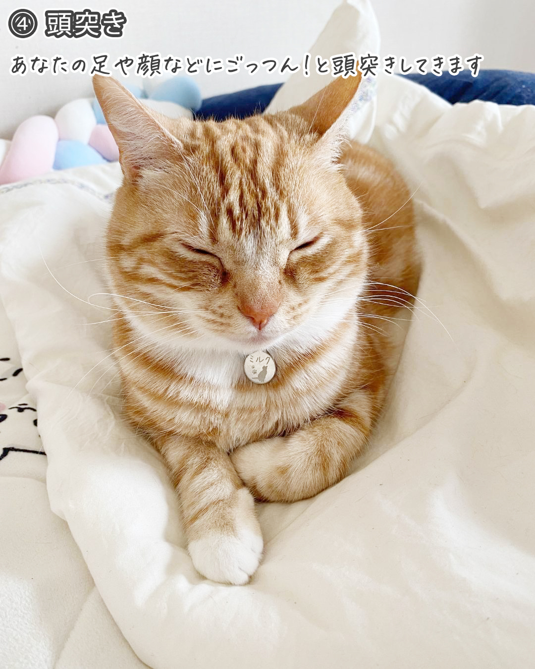 【感動】あなたのことを母親だと思っている猫はコレをします|あなたの猫はどうですか?(ねこぞー) エキスパート Yahoo ニュース