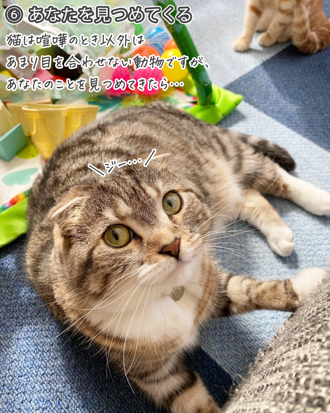 【感動】あなたのことを母親だと思っている猫はコレをします|あなたの猫はどうですか?(ねこぞー) エキスパート Yahoo ニュース