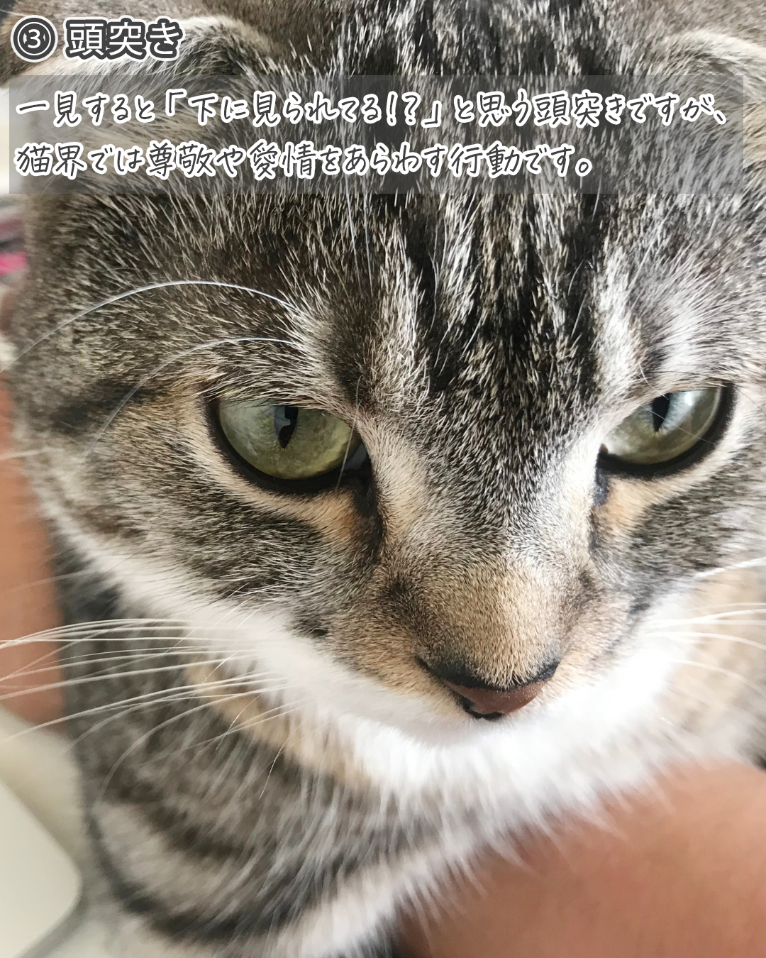 【驚愕】あなたを尊敬している猫だけがする意外な行動とは?あなたが猫に尊敬されているか今すぐチェック(ねこぞー) エキスパート