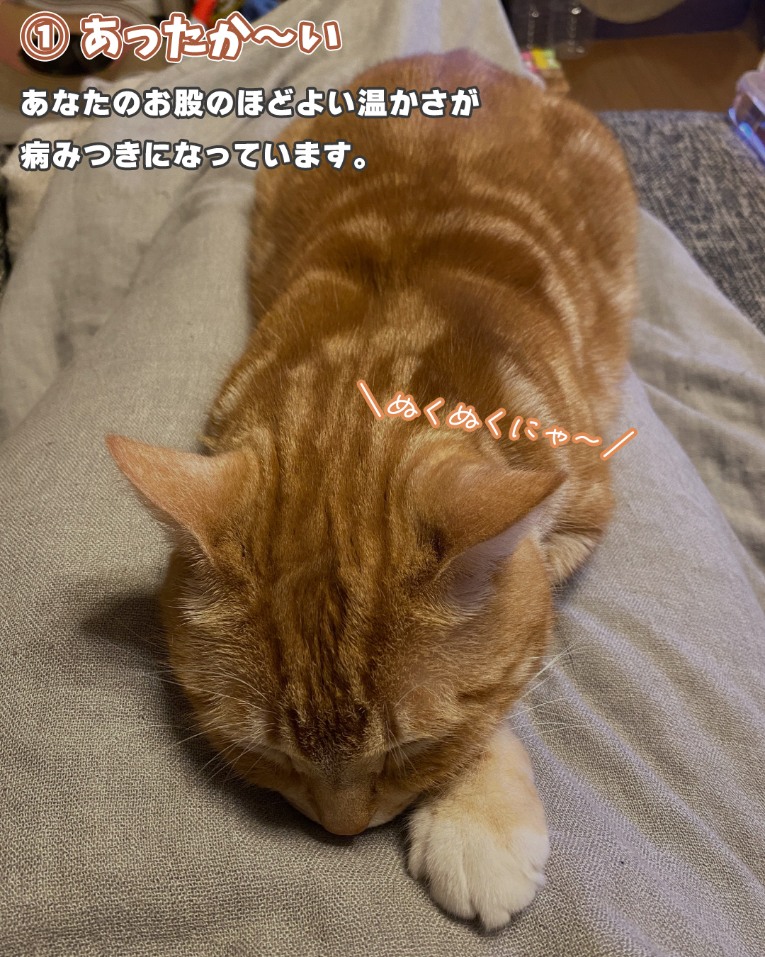 【呆然】猫があなたの「お股」を好きなのは信頼しているから?お股好きな猫の隠されたきもち。(ねこぞー) エキスパート Yahoo ニュース