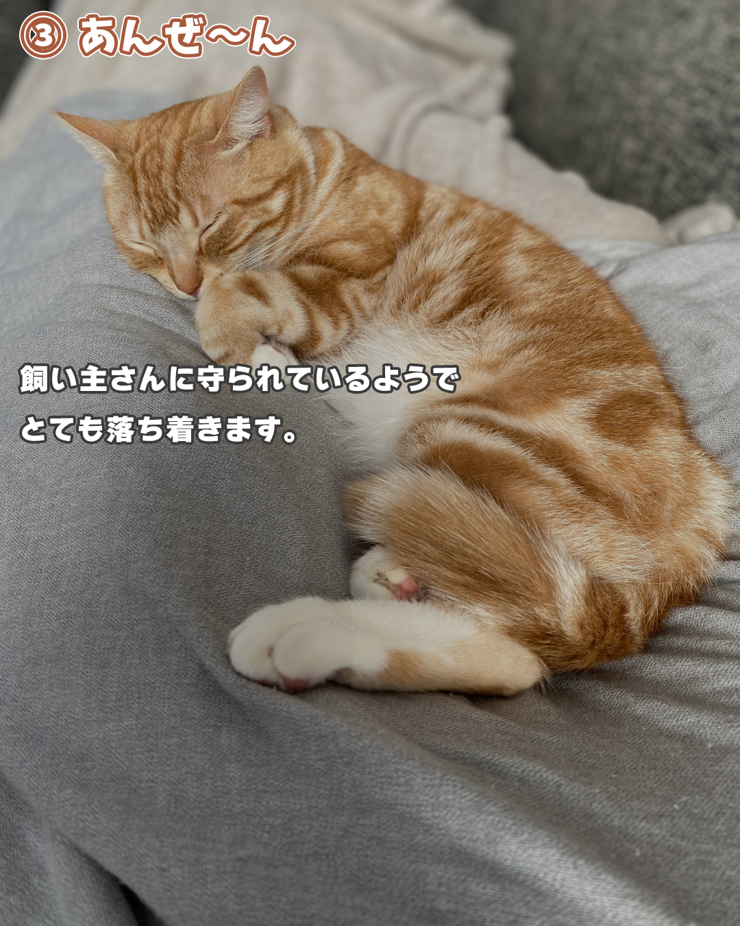 【呆然】猫があなたの「お股」を好きなのは信頼しているから?お股好きな猫の隠されたきもち。(ねこぞー) エキスパート Yahoo ニュース