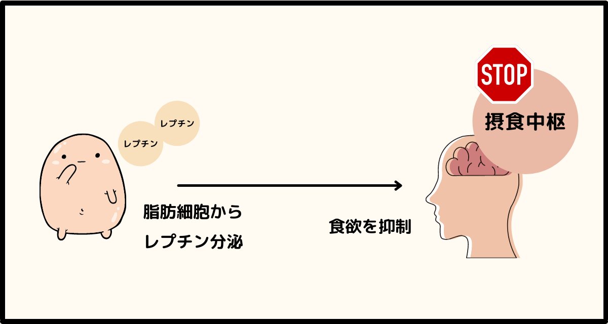 【満腹中枢と摂食中枢】ｰなんでお腹が空くの？ｰ（おがちゃん先生） エキスパート Yahooニュース