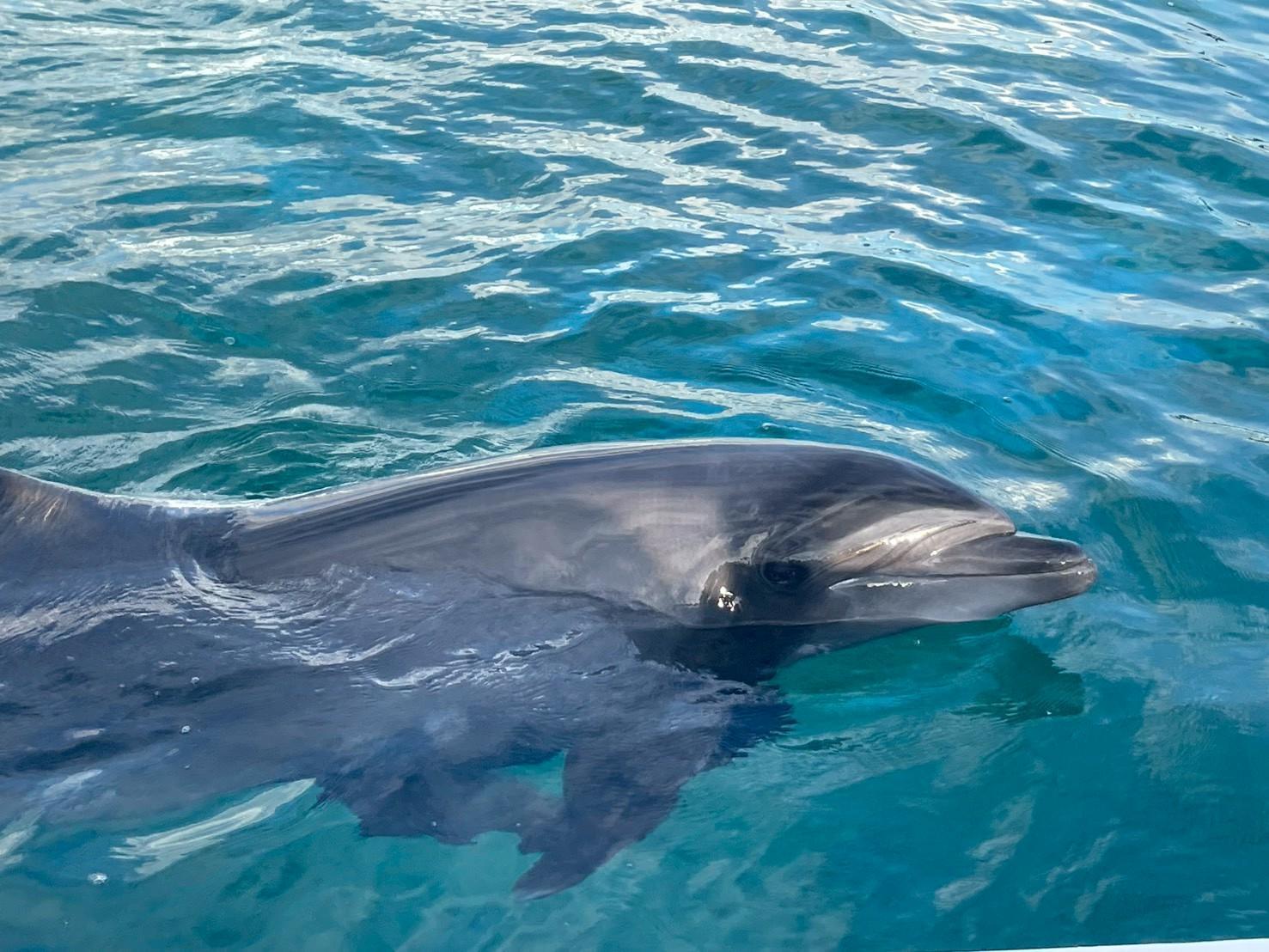 横浜市｜クリスマスのプチ仮装で水族館からミニプレゼントも！SEAPARADISE Christmas（佐原ねお） - エキスパート - Yahoo!ニュース