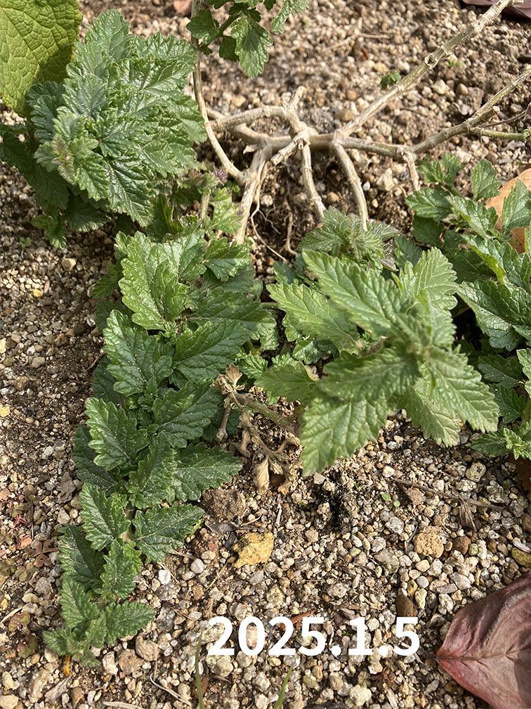 夏に向けて何植えるか検討中なら是非バーベナを 冬越した 夏に向けて何植えるか検討中なら是非バーベナを 冬越した