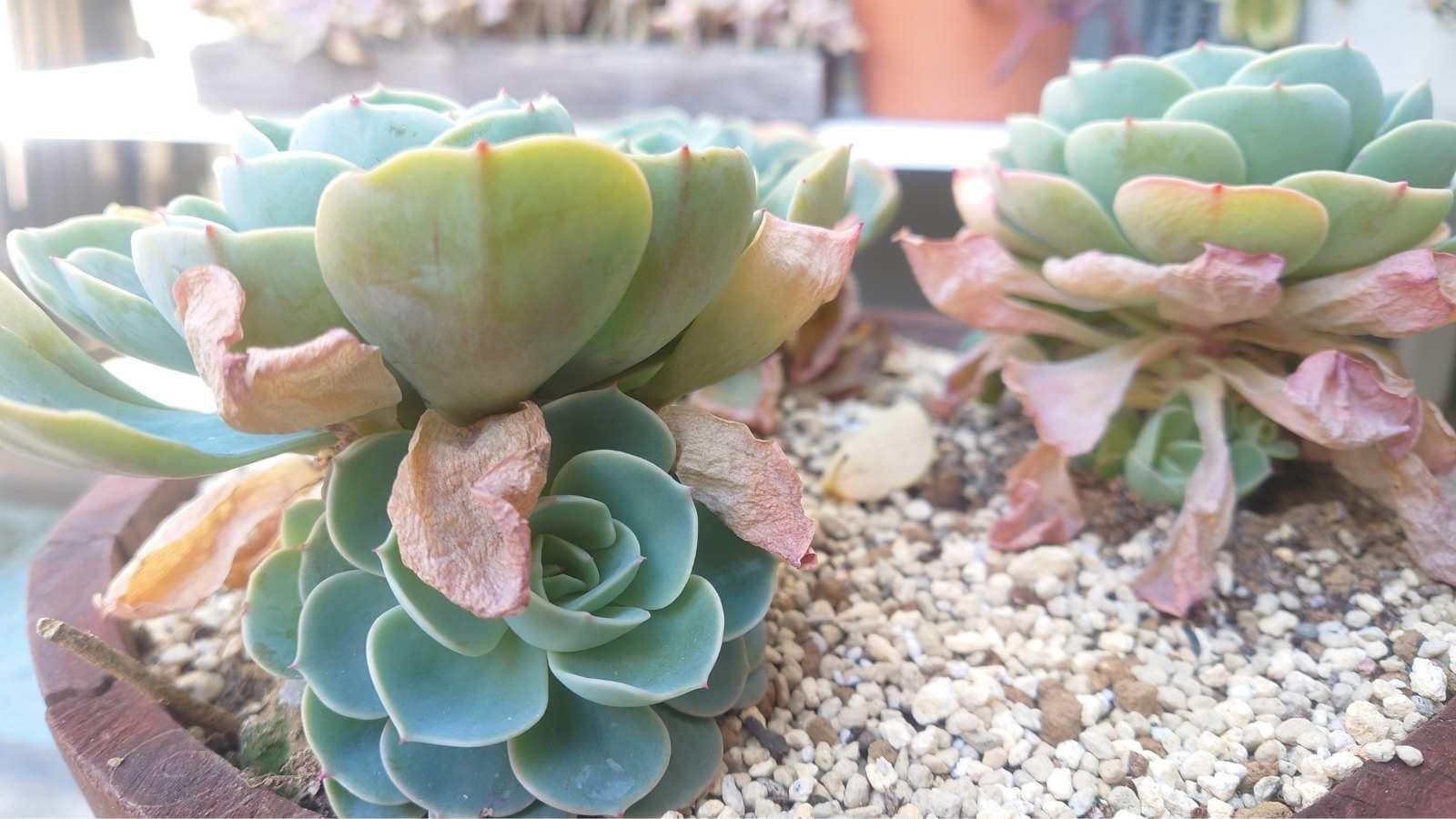 多肉植物】実はクセ強い七福神!ほったらかしで育てるならおさえ 多肉植物】実はクセ強い七福神!ほったらかしで育てるならおさえ