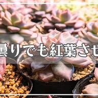 tanikuday_ちかの記事一覧 - エキスパート - Yahoo!ニュース tanikuday_ちかの記事一覧 - エキスパート - Yahoo!ニュース