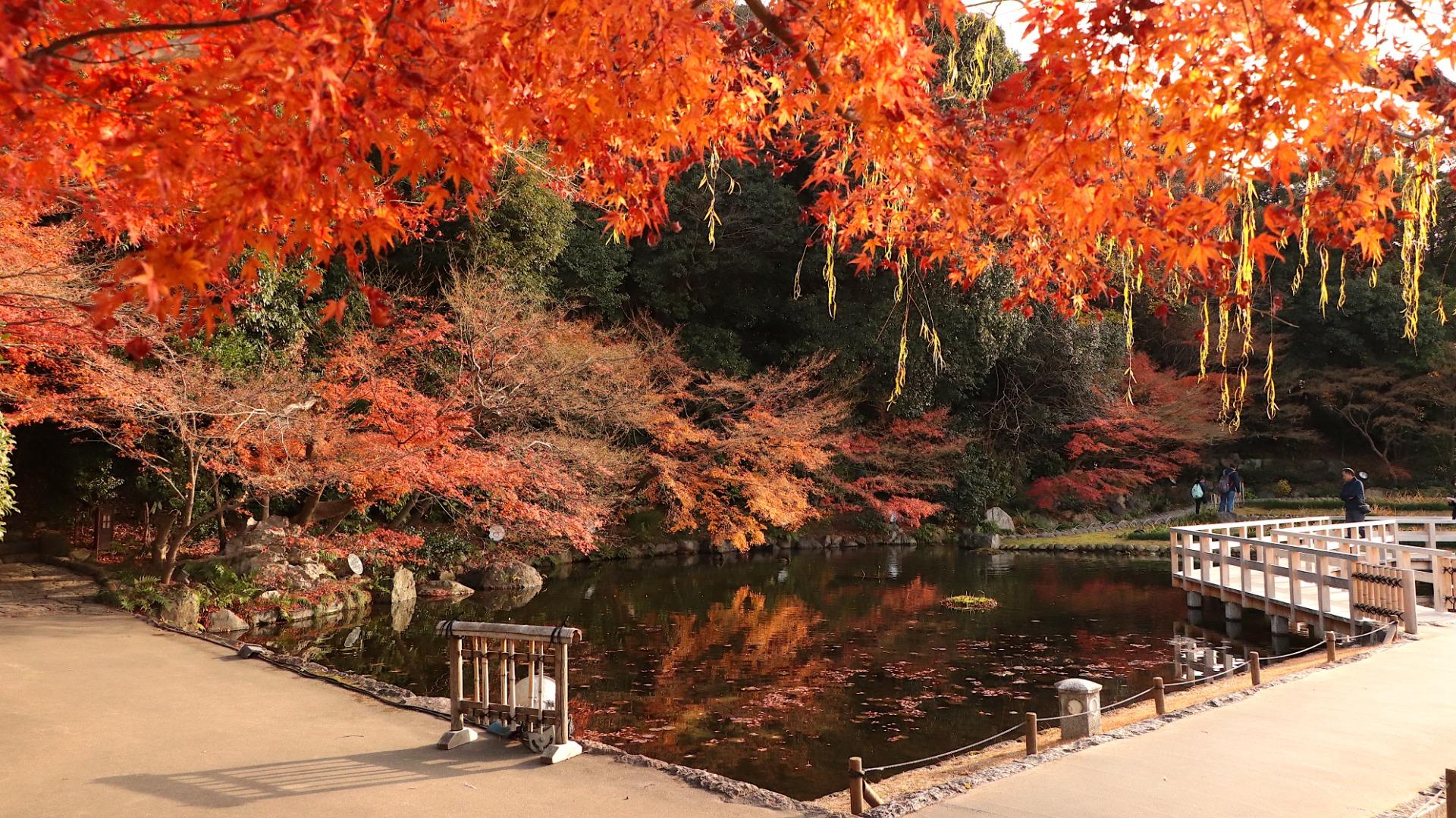 【名古屋市東区】名古屋が誇る景勝地「徳川園」。12月でも最盛期!晩秋ラストの紅葉を愛でてきました(土庄雄平) エキスパート Yahoo