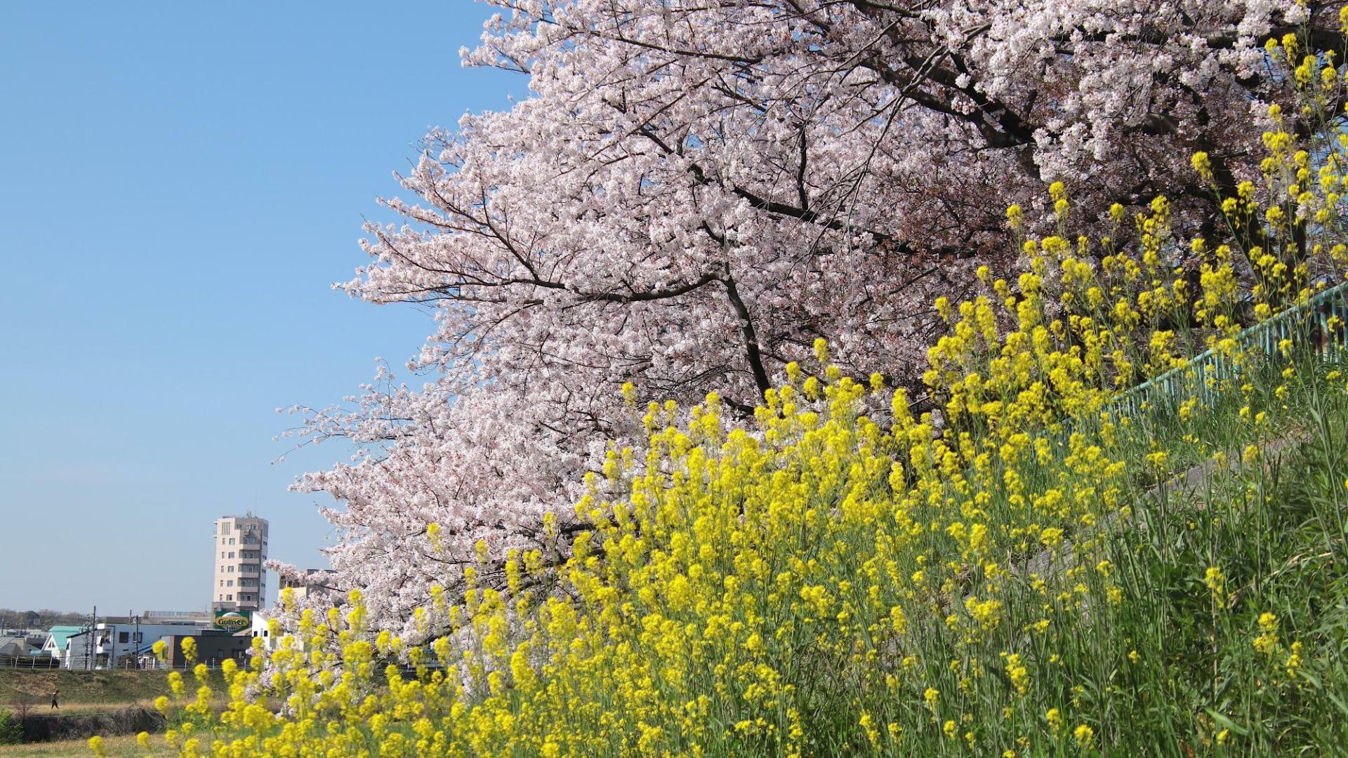 【名古屋市天白区】春に歩きたい!名古屋のお花見モデルコース|憩いの天白川緑道〜ラーメン福 島田橋店(土庄雄平) エキスパート