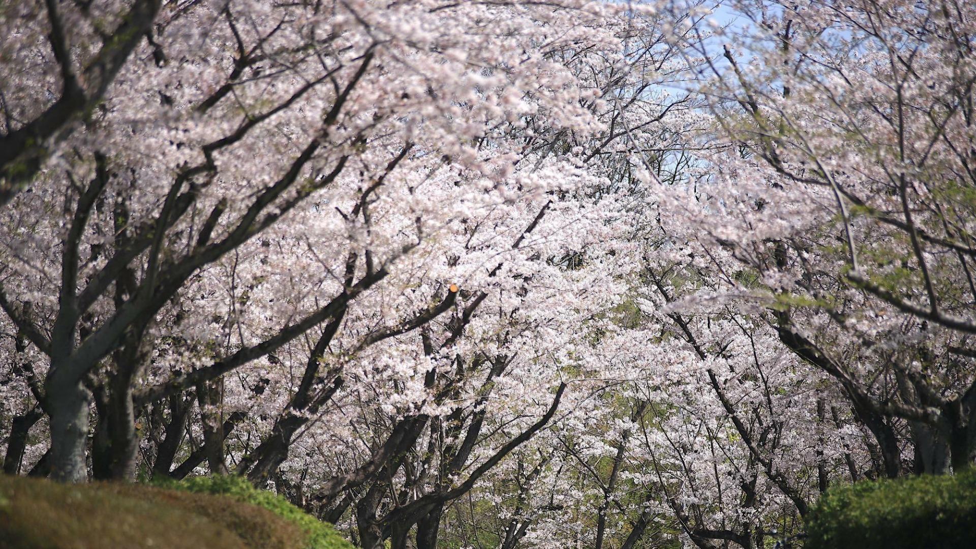 【名古屋市千種区】春に歩きたい!名古屋のお花見モデルコース|ピンクに包まれる平和公園〜うどんのいなや(土庄雄平) エキスパート