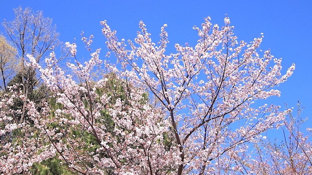 【名古屋市天白区】春に歩きたい!名古屋のお花見モデルコース|絶景の稲葉山公園〜好来系ラーメン・一陽軒(土庄雄平) エキスパート
