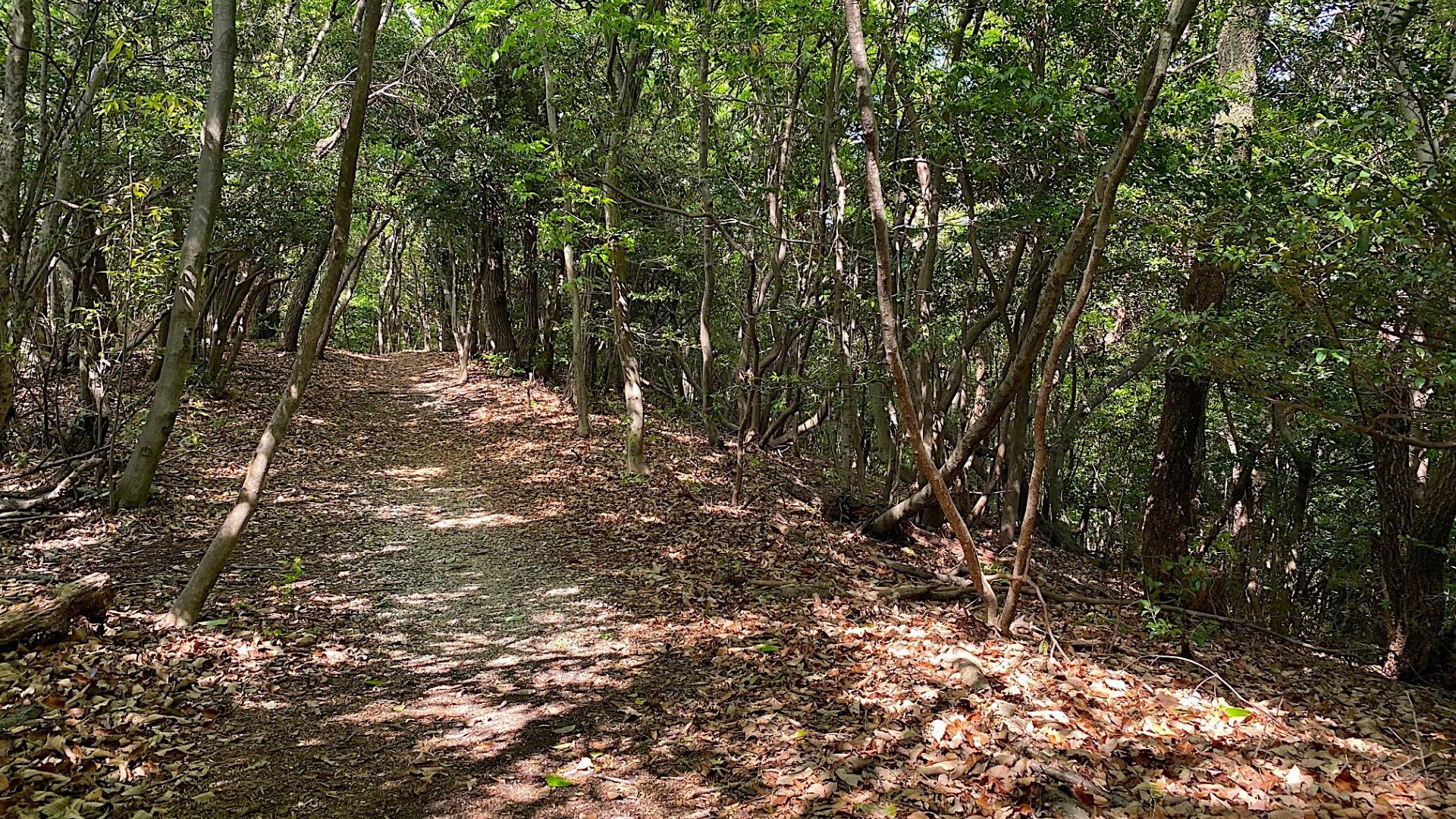 【名古屋市天白区】初夏に歩きたい名古屋の緑地・ハイキングコース|手軽に一周できる「植田山」(土庄雄平) エキスパート Yahooニュース