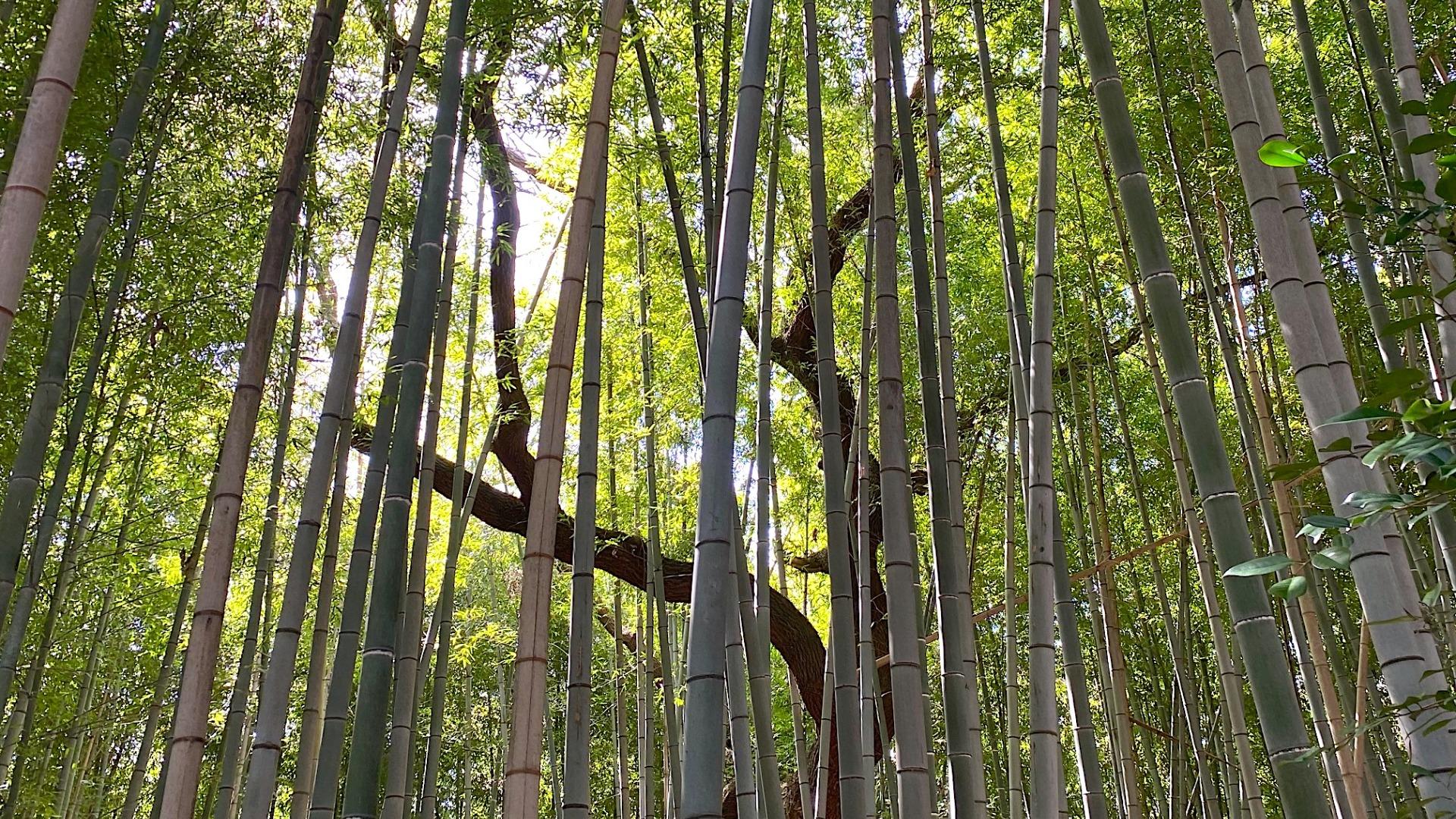 【名古屋市緑区】初夏に歩きたい名古屋の緑地・ハイキングコース|竹林が美しい旧名園「細根山緑地」(土庄雄平) エキスパート Yahooニュース