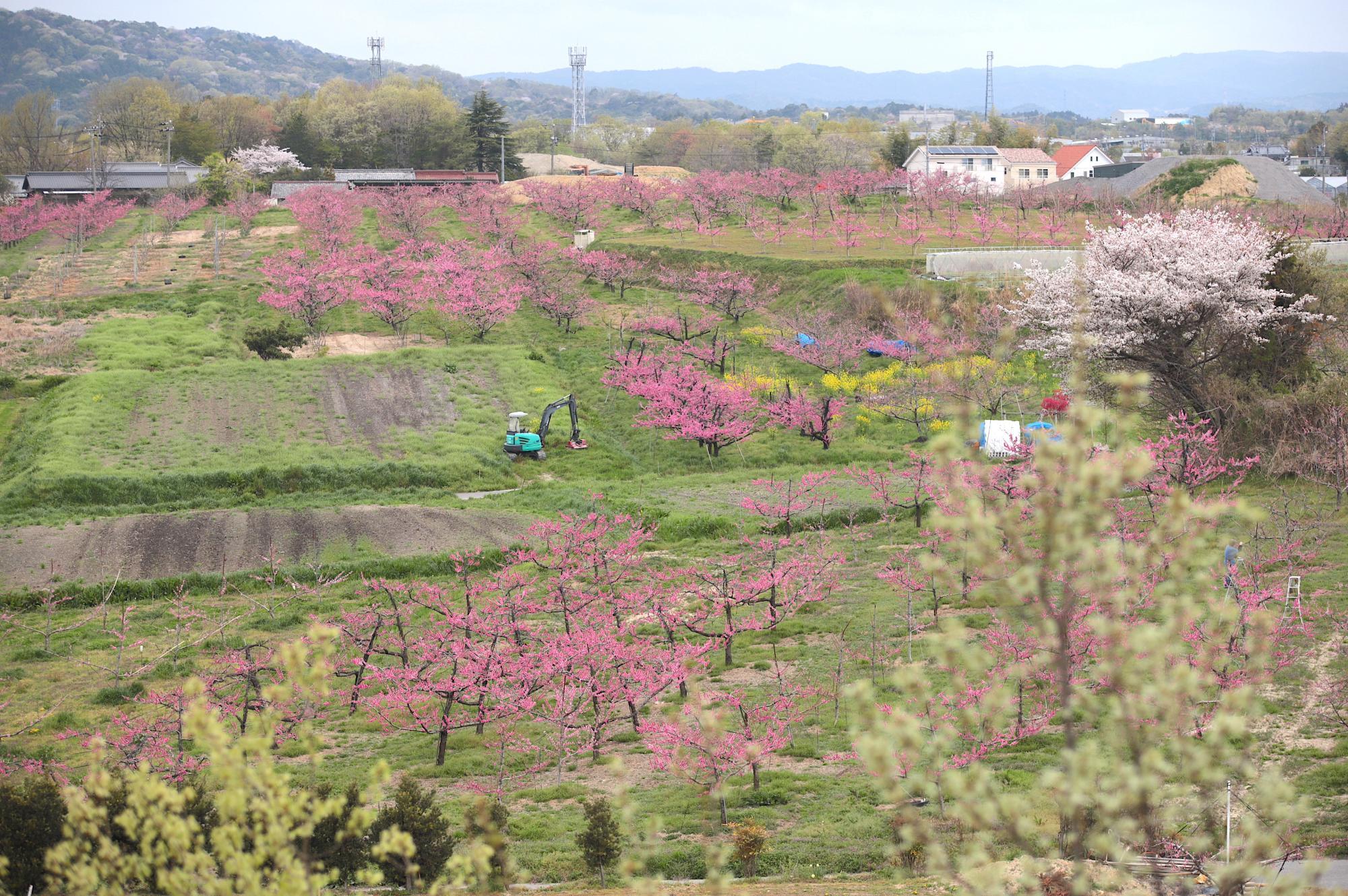 【名古屋市周辺】これぞ愛知の誇る桃源郷!「猿投山麓の桃畑」で出会う見事な春のワンシーンをご紹介(土庄雄平) エキスパート