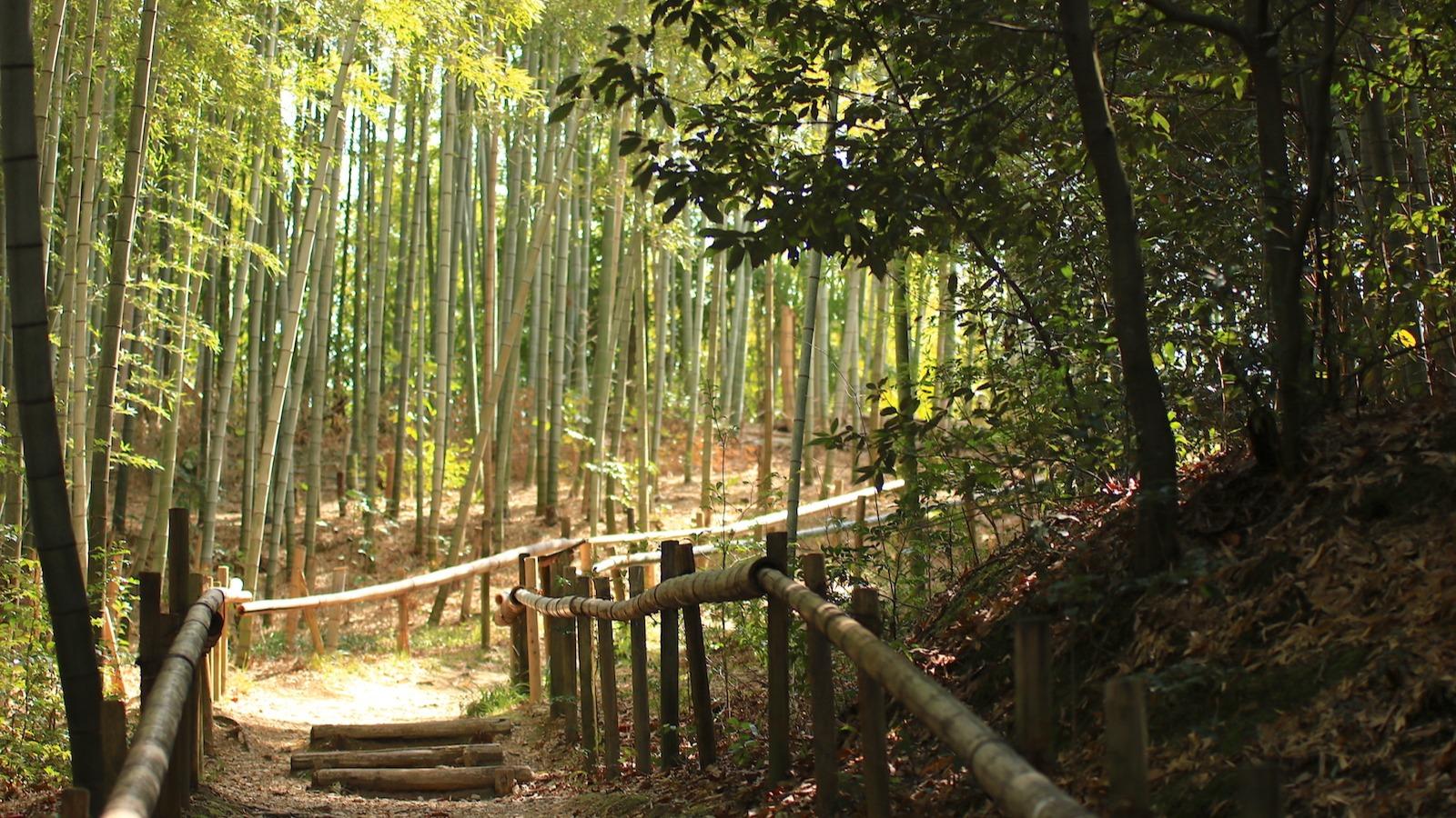 【天城山】登山の楽しみは下山後まで!山頂からふもとまで、楽しみ尽くす山旅へ 山と高原地図web