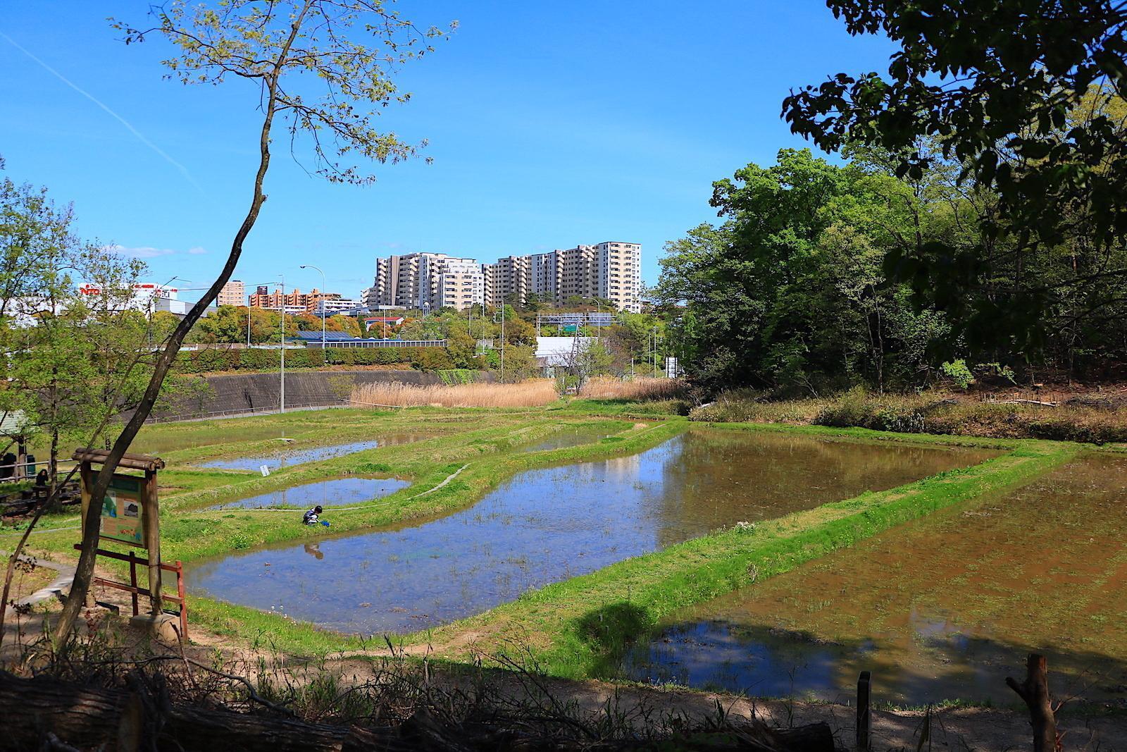 【名古屋市名東区】自然の循環を感じる。初夏の「猪高緑地」で里山歩き|名古屋のおすすめハイキング①(土庄雄平) エキスパート Yahoo