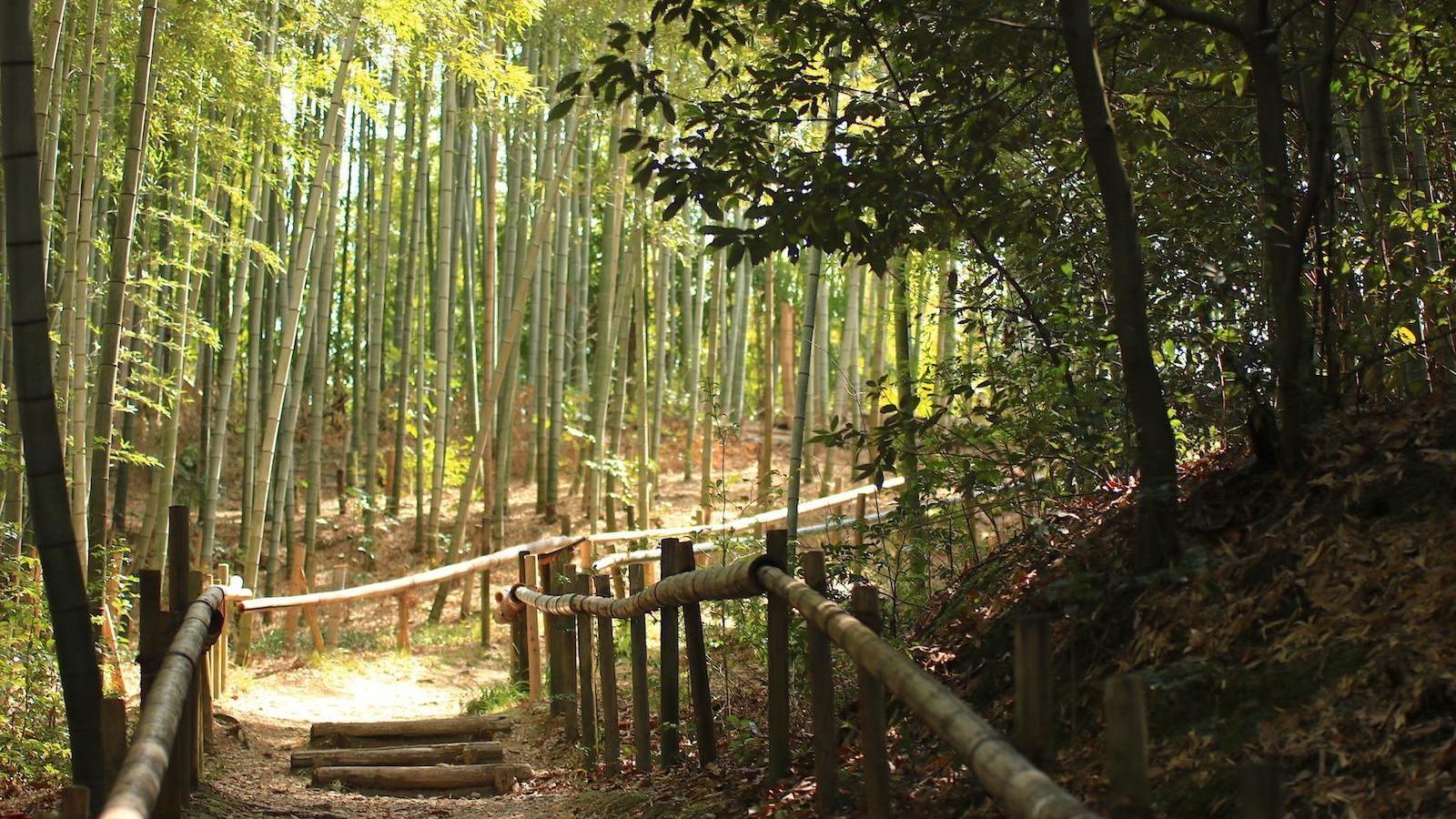 【名古屋市昭和区】春に歩きたい!名古屋のお花見モデルコース|定番の鶴舞公園〜コンパル御器所店(土庄雄平「名古屋深掘りチャンネル」)