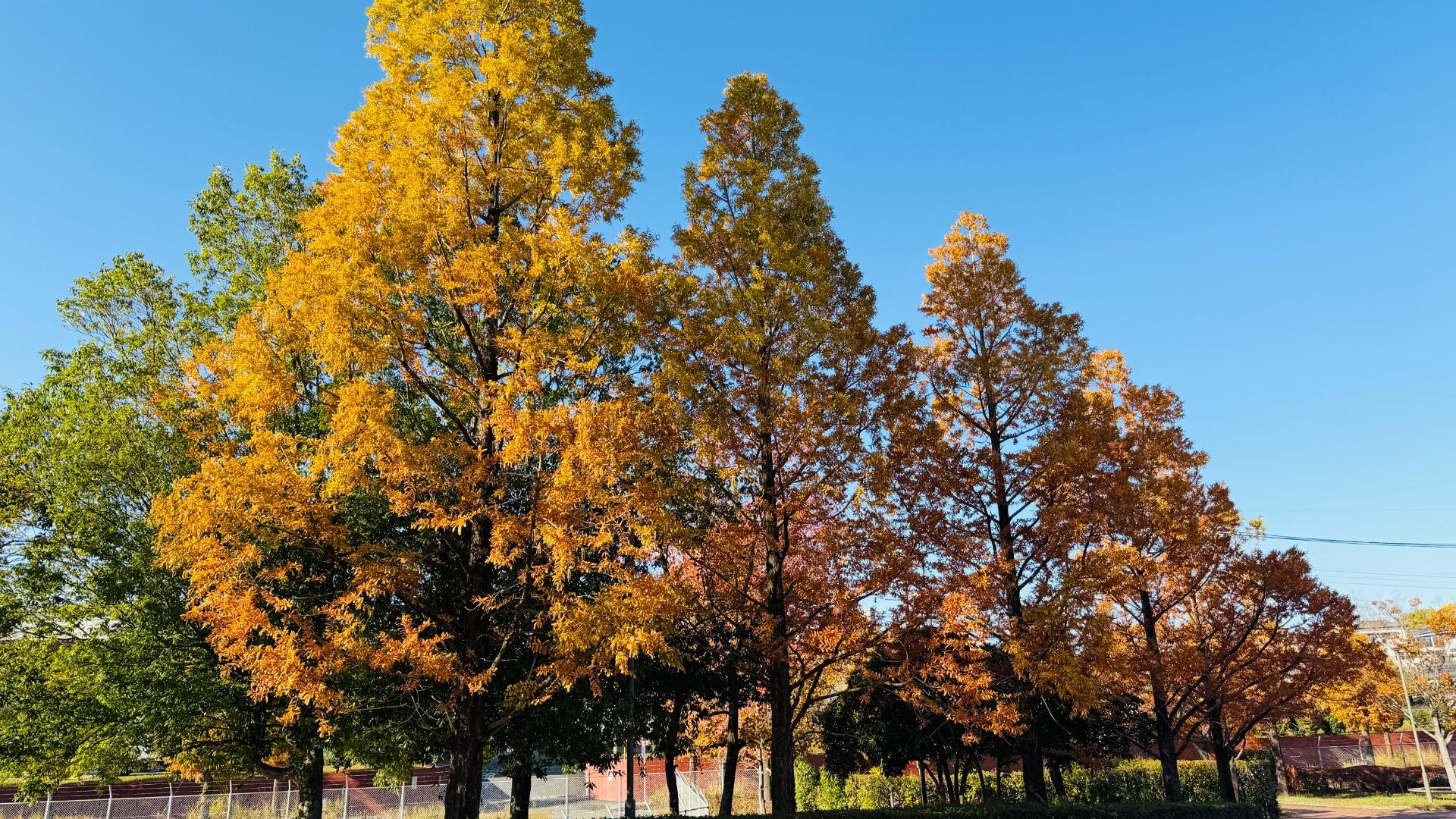 【大牟田市】2025年、大牟田の紅葉の見納め♪ 宮浦石炭記念公園の紅葉が見頃を迎えています♪（山本旅水堂） - エキスパート - Yahoo!ニュース