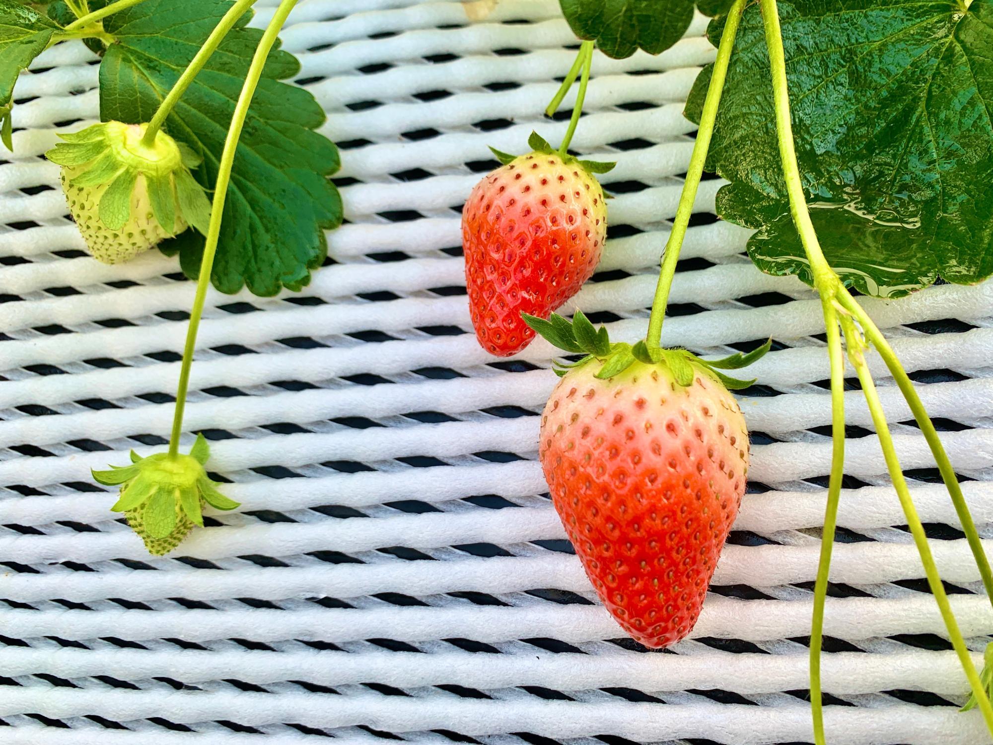 【三鷹市】東八道路沿いのいちご狩り「イチゴハウス ミタカ」にJICAとウクライナの研修チームが視察！（蓬田） - エキスパート - Yahoo!ニュース