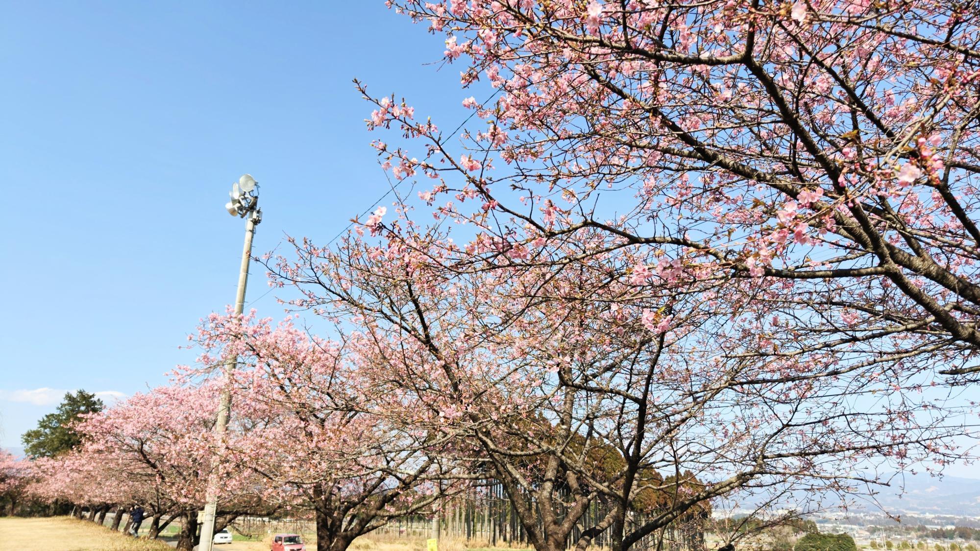 【小林市】やっと来ました桜のシーズン！河津桜が満開寸前ピンクの雲です（全速嫁タロゥ） - エキスパート - Yahoo!ニュース