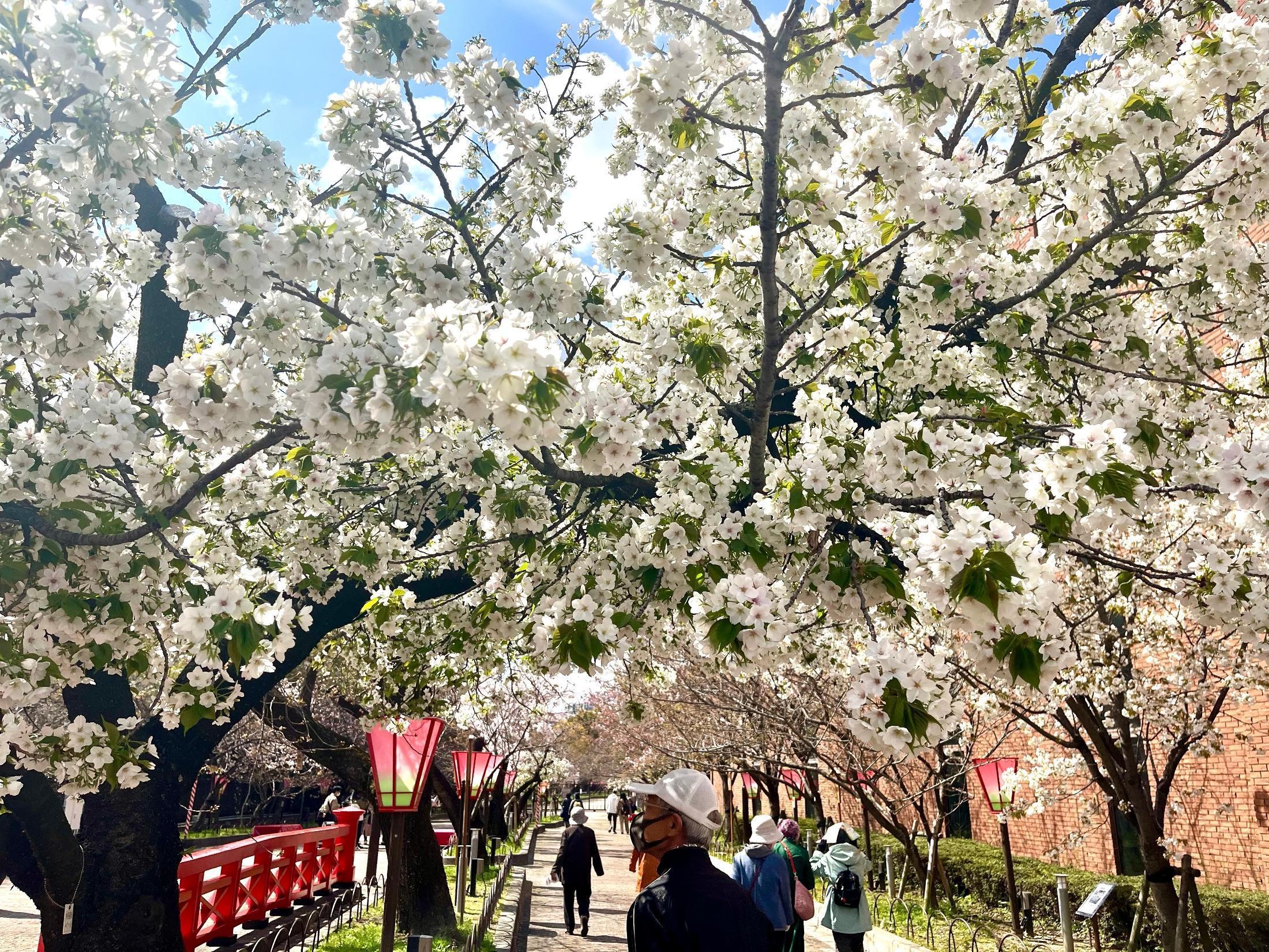 大阪・造幣局で「桜の通り抜け」特別観桜会 5日から一般公開 142品種・340本の桜（Yahoo!ニュース オリジナル THE PAGE）