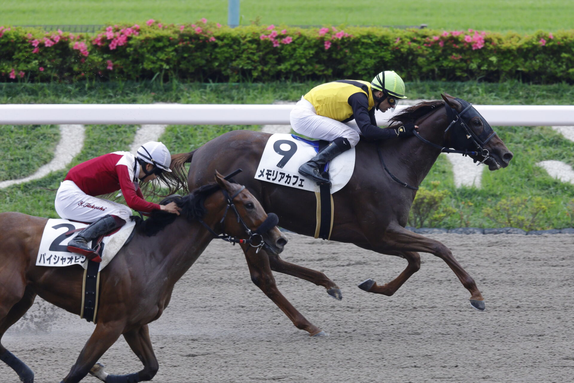 【関東オークス】メモリアカフェは1枠1番へ…JRA馬は4頭（競馬のおはなし） - Yahoo!ニュース