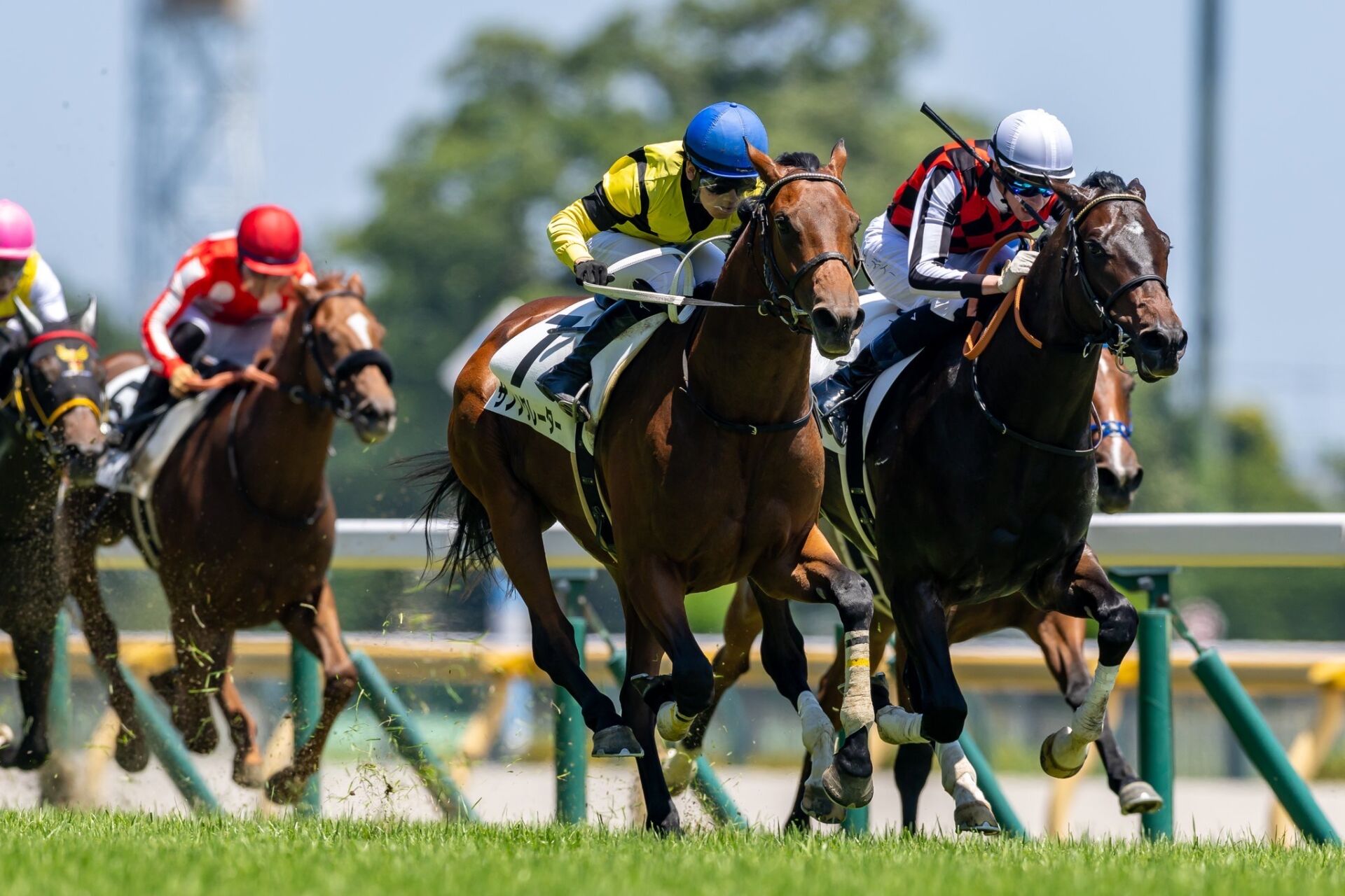 【新馬/東京5R】サノノグレーターがデビューV…フォーエバーヤング半妹は3着（競馬のおはなし） - Yahoo!ニュース