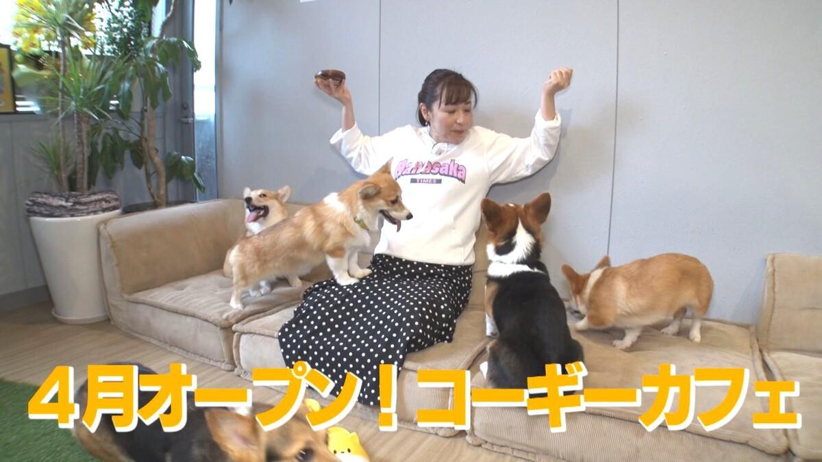 ブラックサンダーの工場見学＆詰め放題！癒しのコーギーカフェも 雨でも暑くても楽しめる最新"室内スポット"とは（CBCテレビ） - Yahoo!ニュース