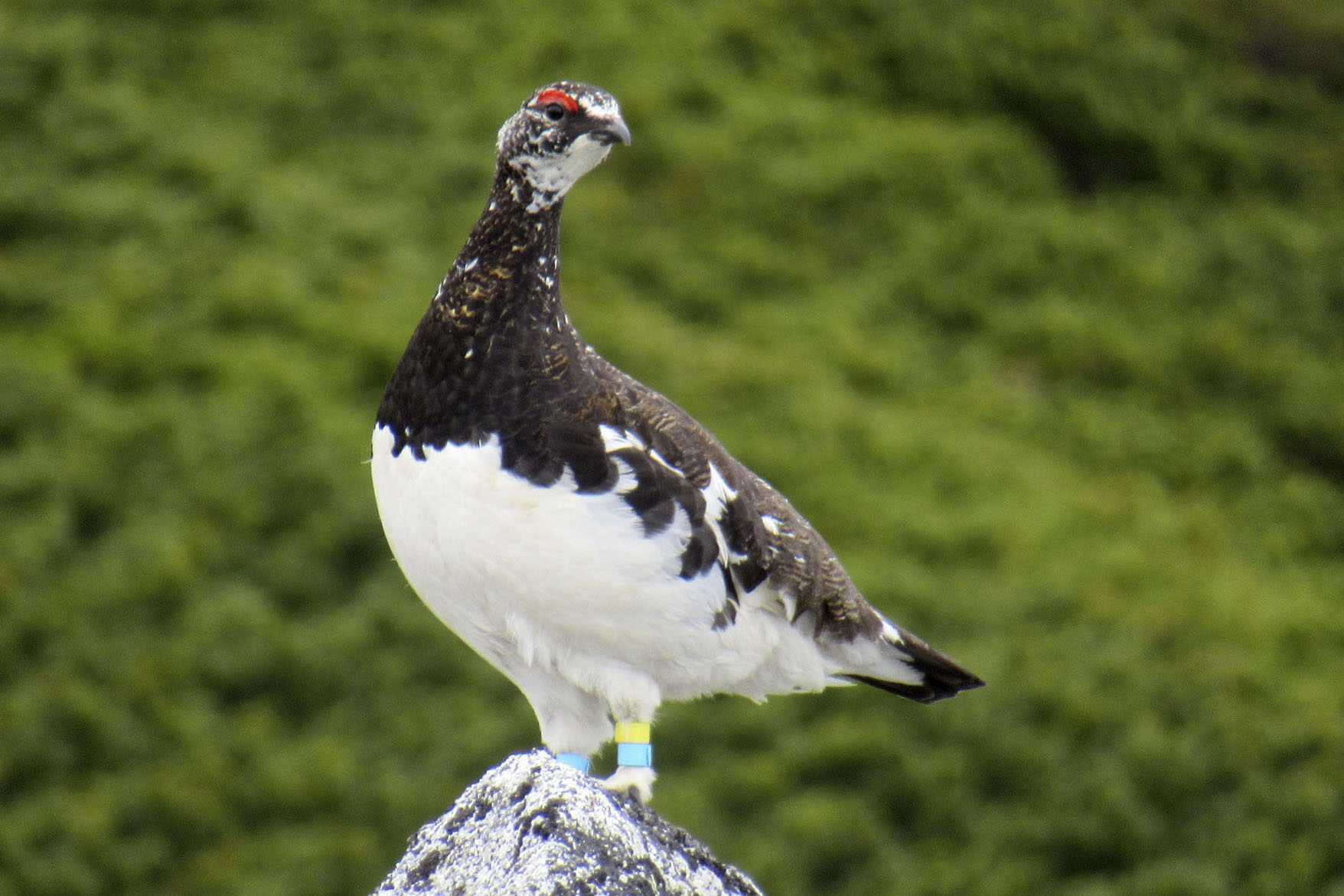 ライチョウ190羽、1.4倍に 長野・中央アルプスで環境省調査（共同通信） - Yahoo!ニュース