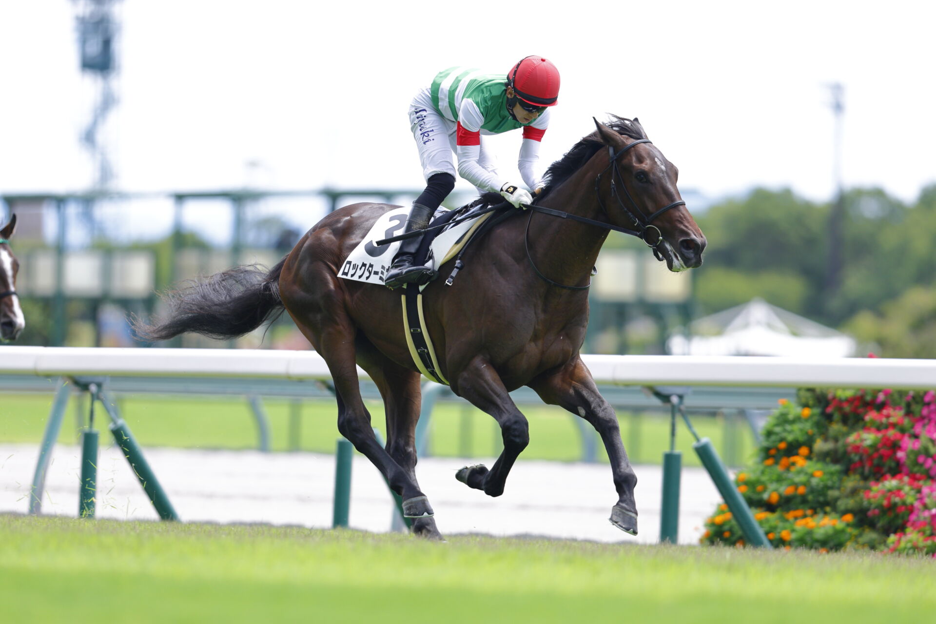 【新馬/中京3R】シスキン産駒 ロックターミガンがデビューV（競馬のおはなし） - Yahoo!ニュース