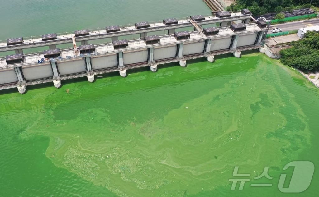 極端な猛暑で湖に広がる深刻なアオコ…韓国・首都圏の水源にも危機（KOREA WAVE） - Yahoo!ニュース